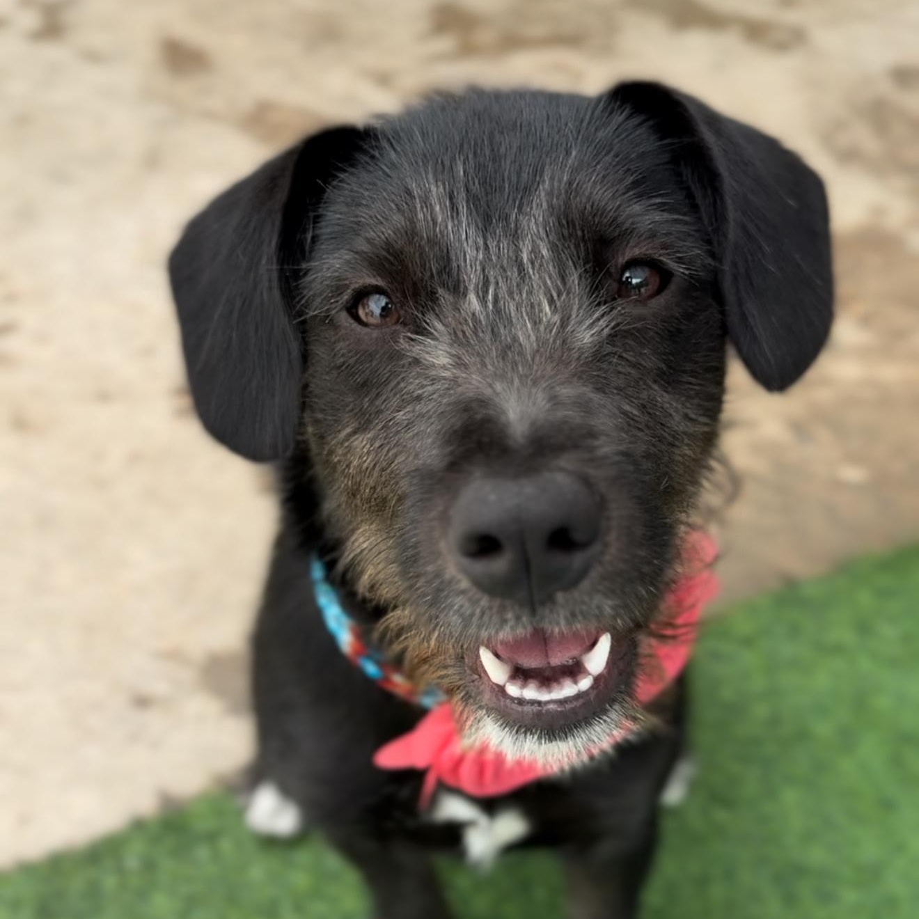 Dog for adoption - Lucy, a German Wirehaired Pointer Mix in Marysville, WA | Petfinder