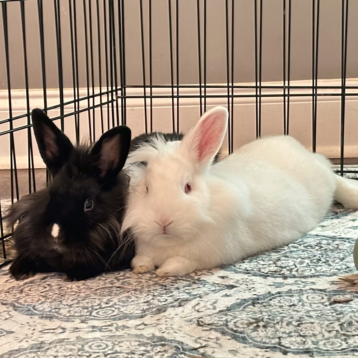 Rabbit for adoption - Waffles & Tippy - brother/sister bonded pair, a ...