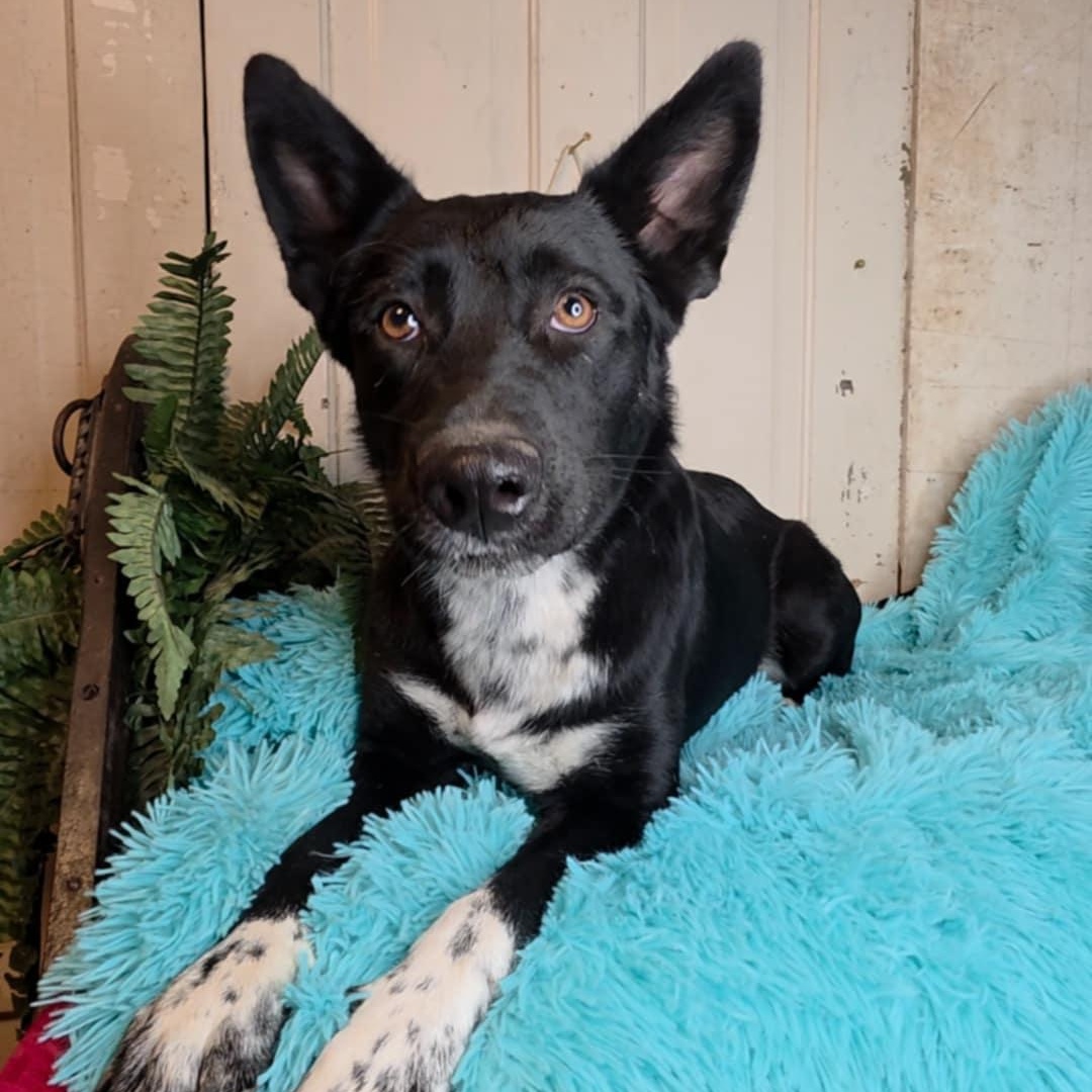 Dog for adoption - Gigi, a Border Collie in Springfield, IL | Petfinder