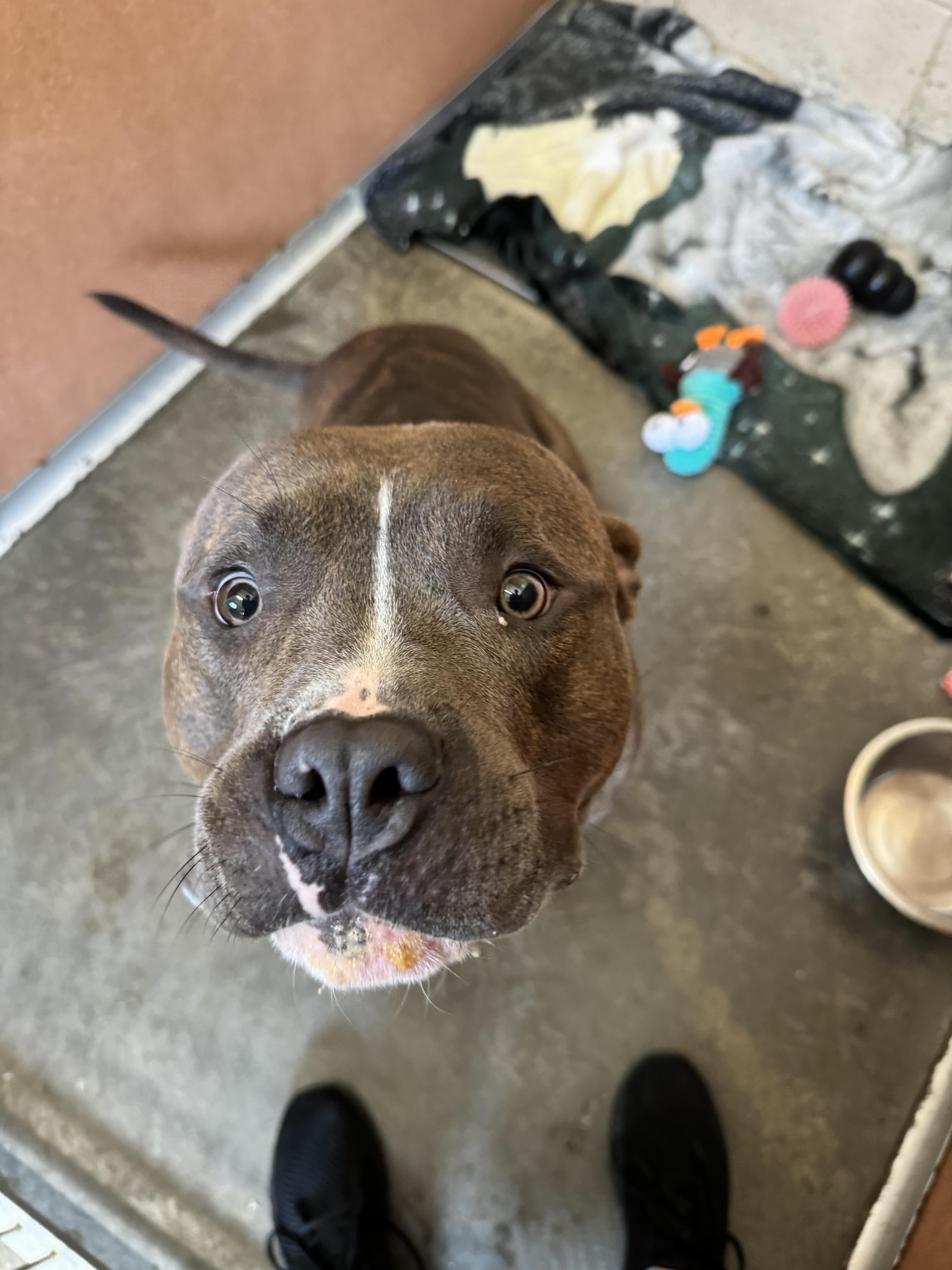 Dog for adoption - Mallow, a Cane Corso Mix in Mansfield, OH | Petfinder