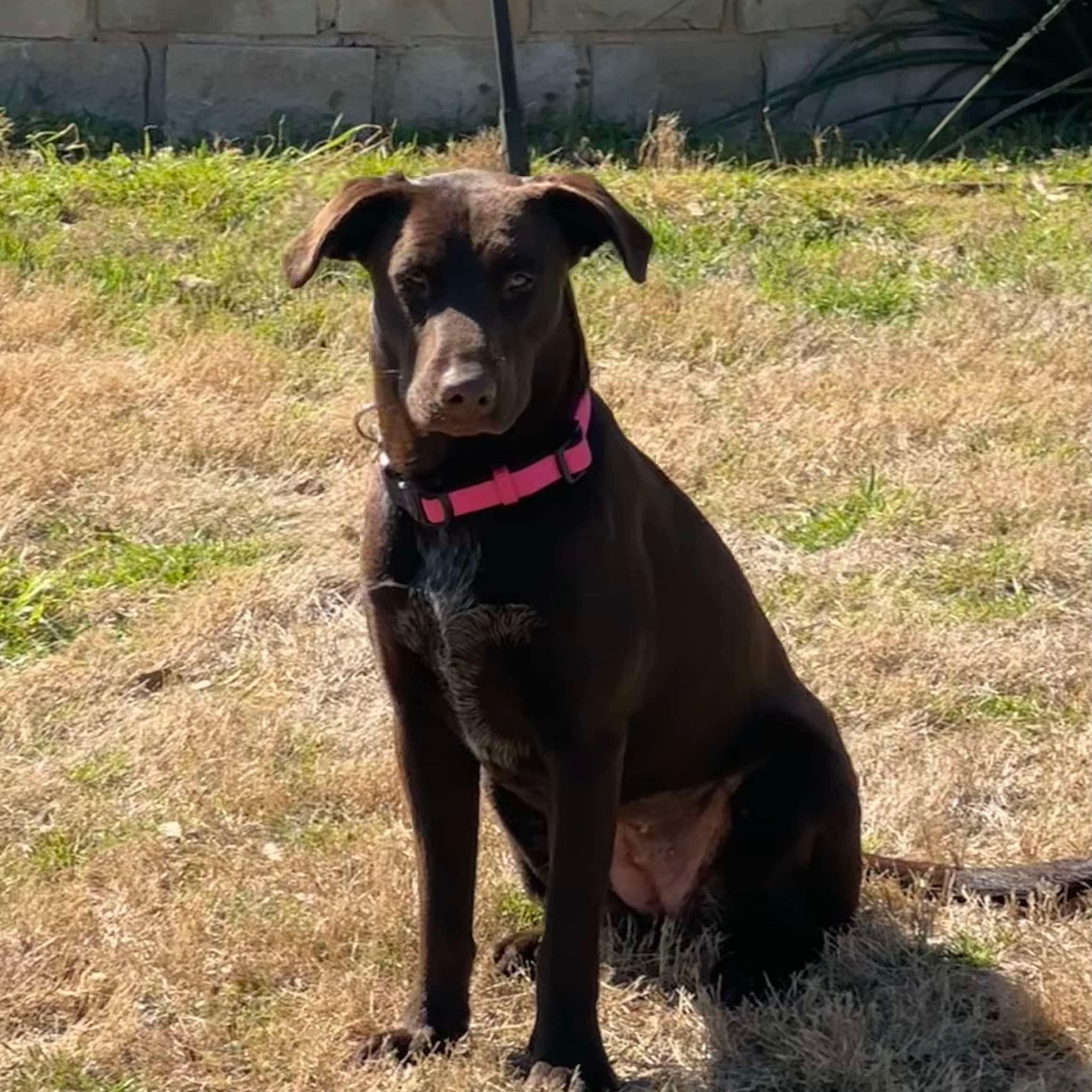 Dog for adoption - Amber, a Chocolate Labrador Retriever & German ...