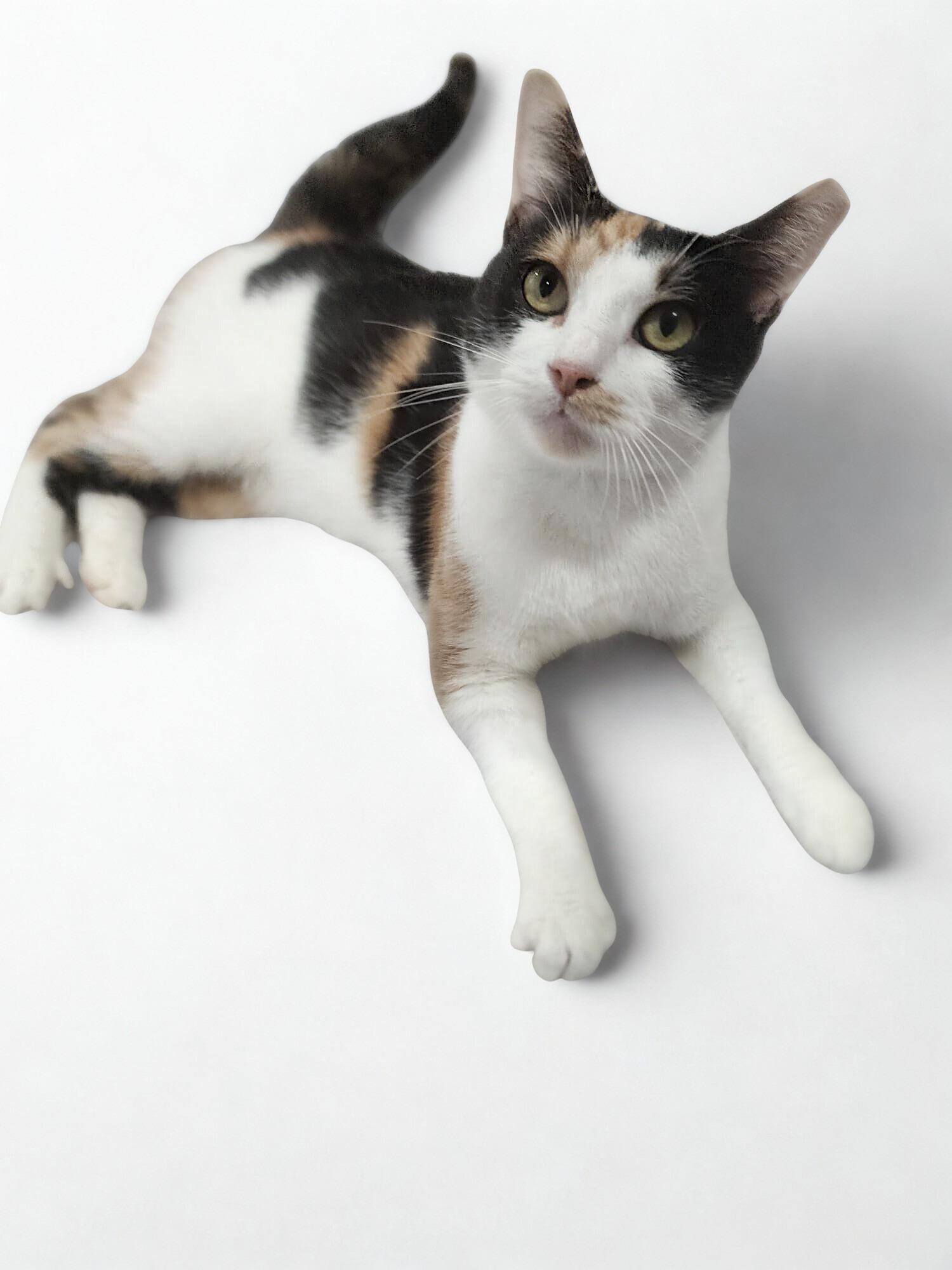 Cat for adoption - Hazel Snuggles, a Domestic Short Hair & Calico Mix in Manchester , NH | Petfinder