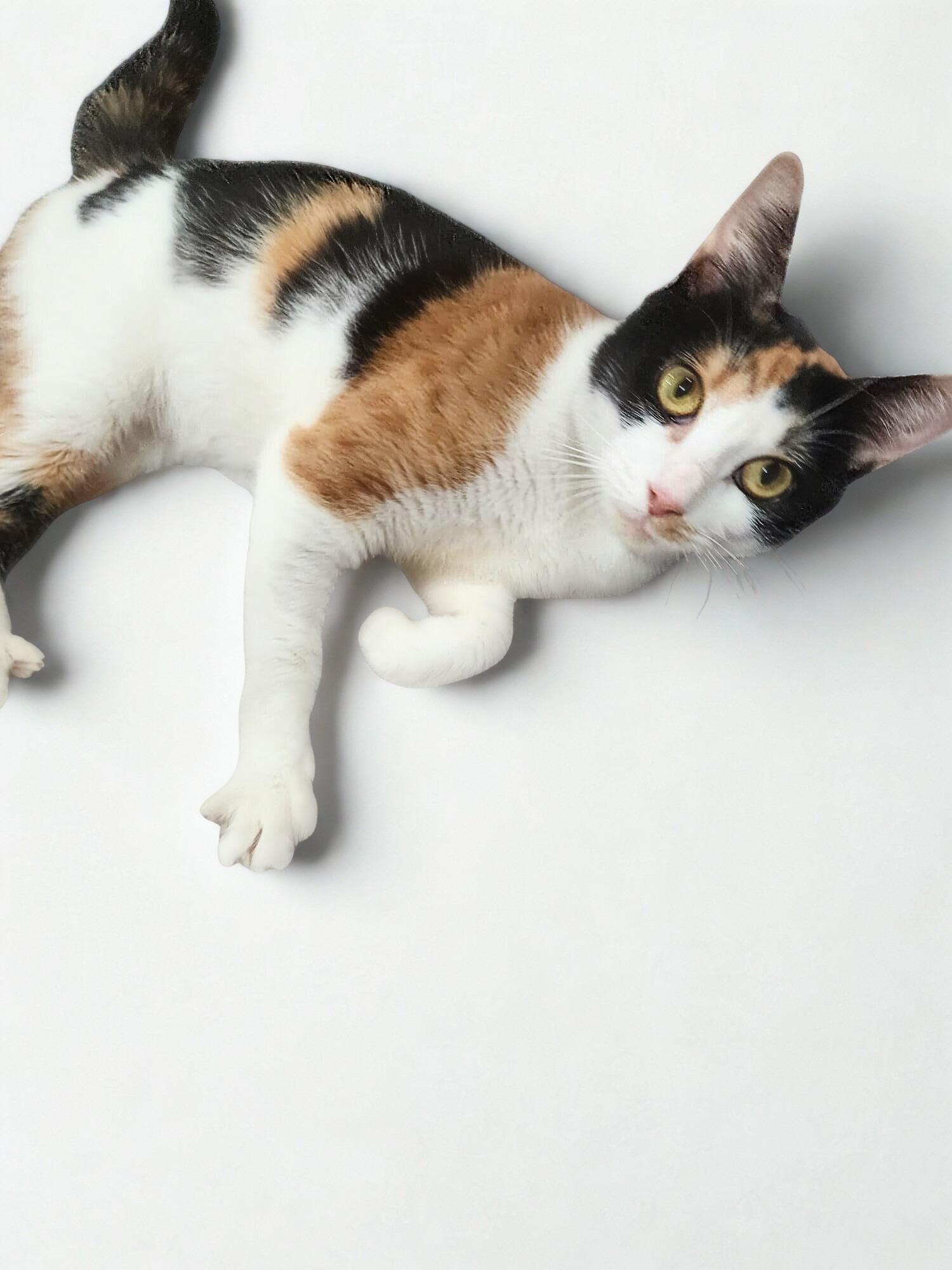 Cat for adoption - Hazel Snuggles, a Domestic Short Hair & Calico Mix in Manchester , NH | Petfinder