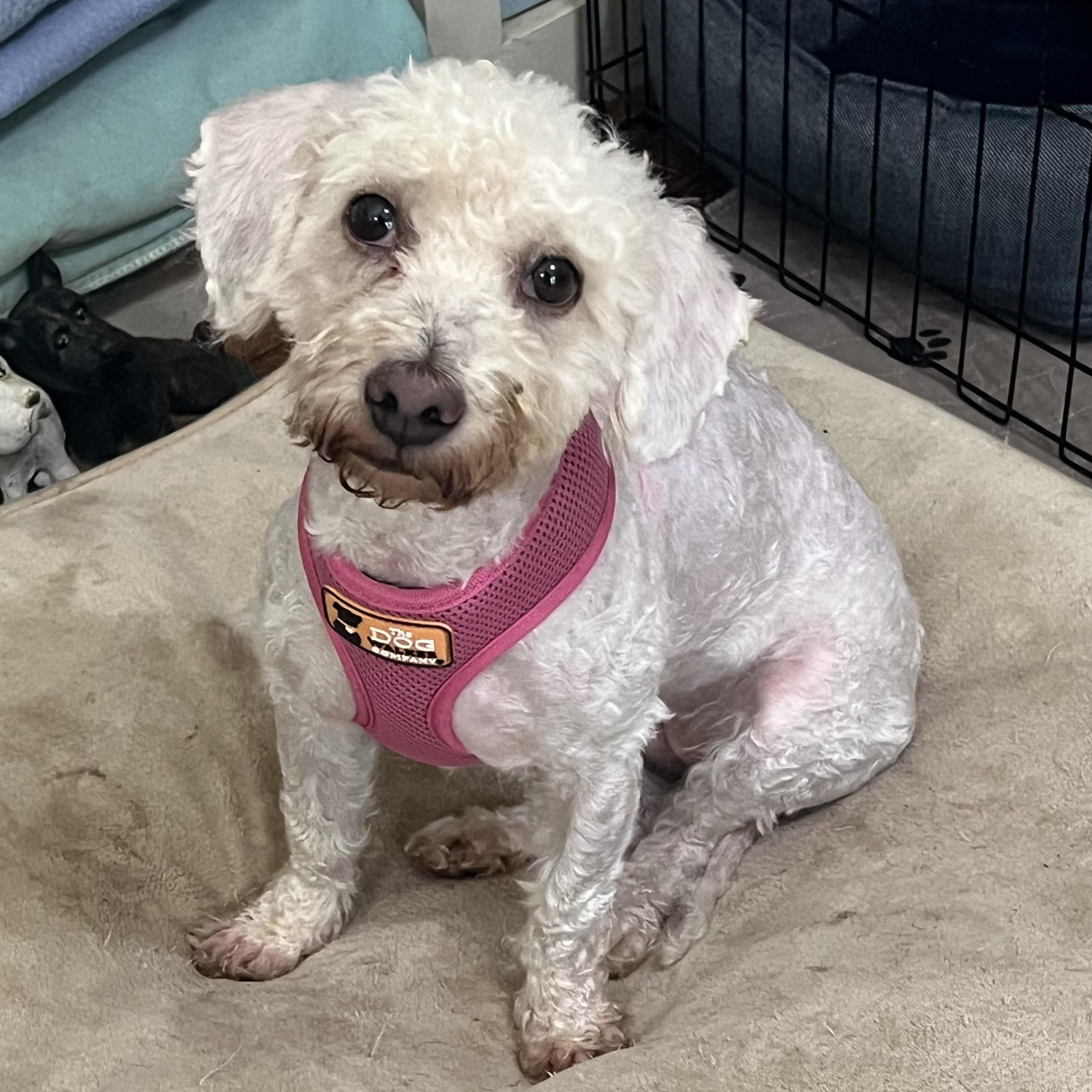 Dog for adoption - Kerry, a Miniature Poodle Mix in Spring, TX | Petfinder