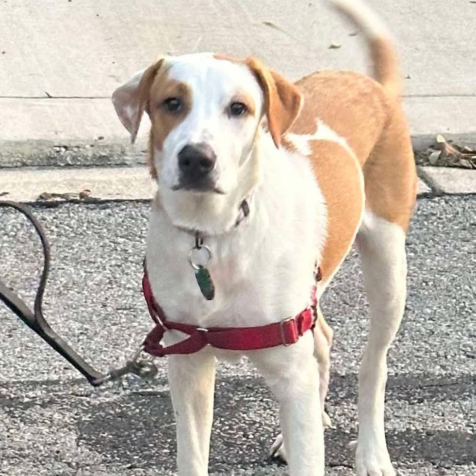 Dog for adoption - Phoenix, an American Foxhound Mix in Kerrville, TX ...