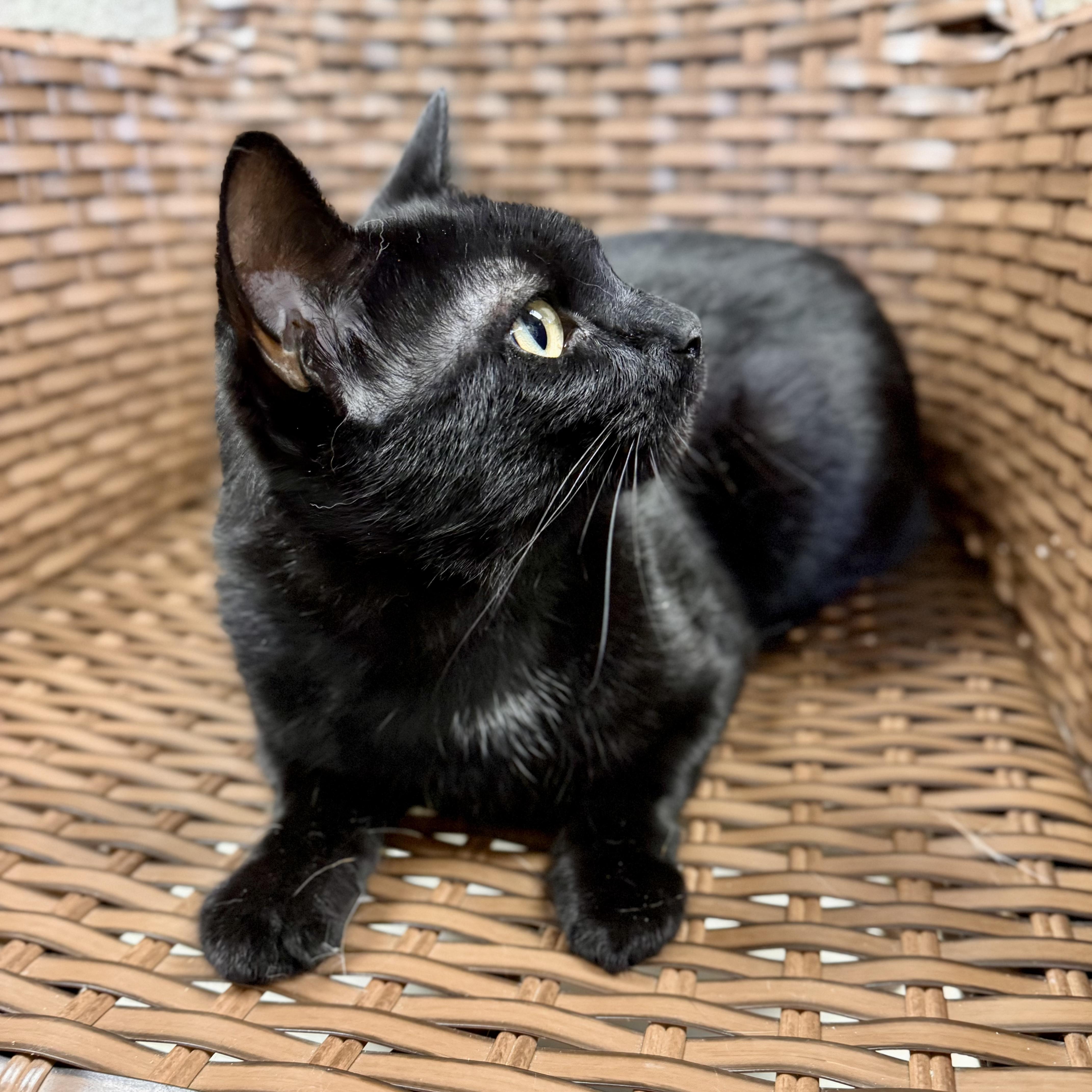 Cat for adoption - Nightwing, a Domestic Short Hair in Midland, MI ...
