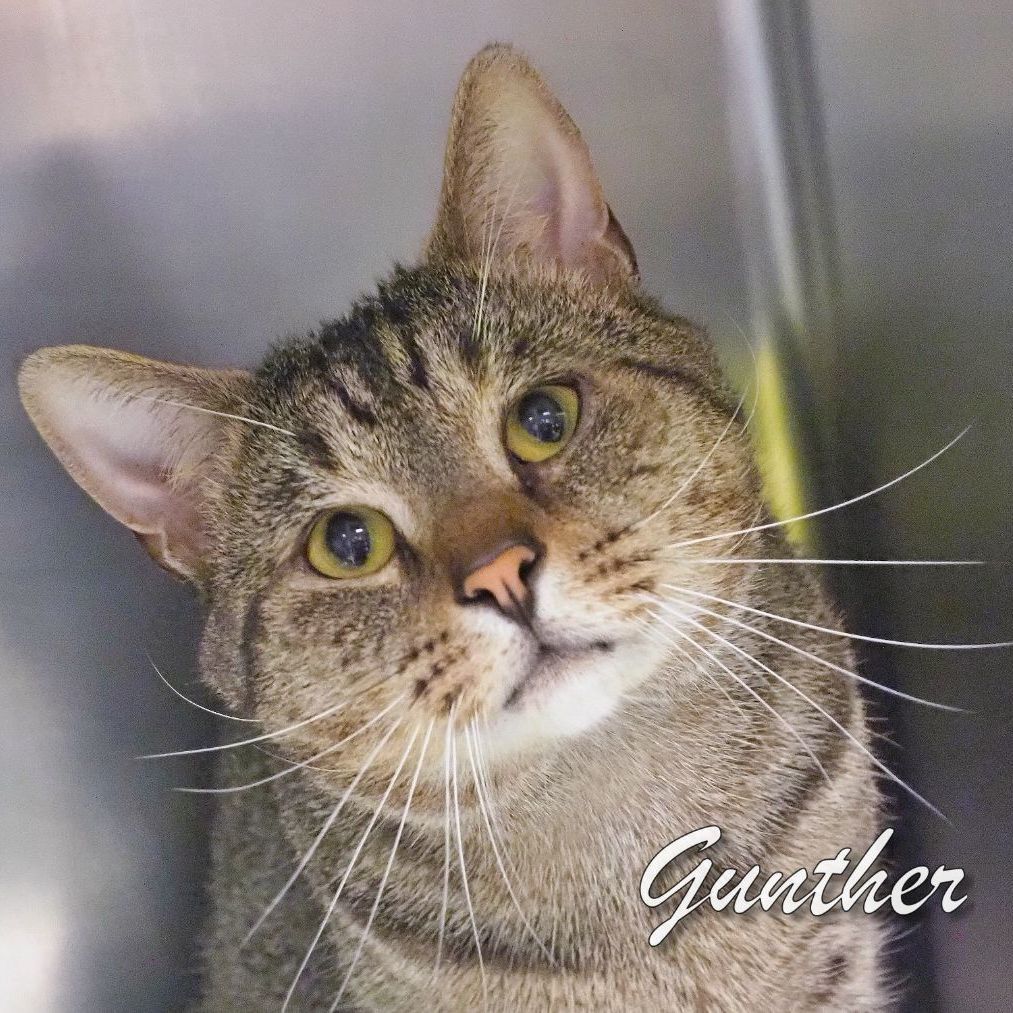 Cat for adoption - Gunther, a Tiger in Cape May Court House, NJ | Petfinder