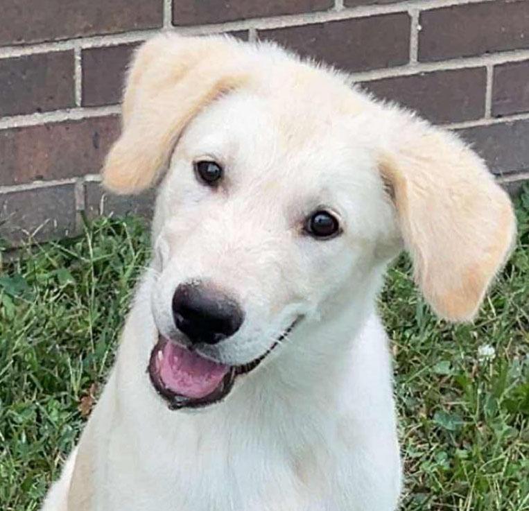 Dog for adoption - Yeti (AO34906), a Labrador Retriever Mix in Kansas ...