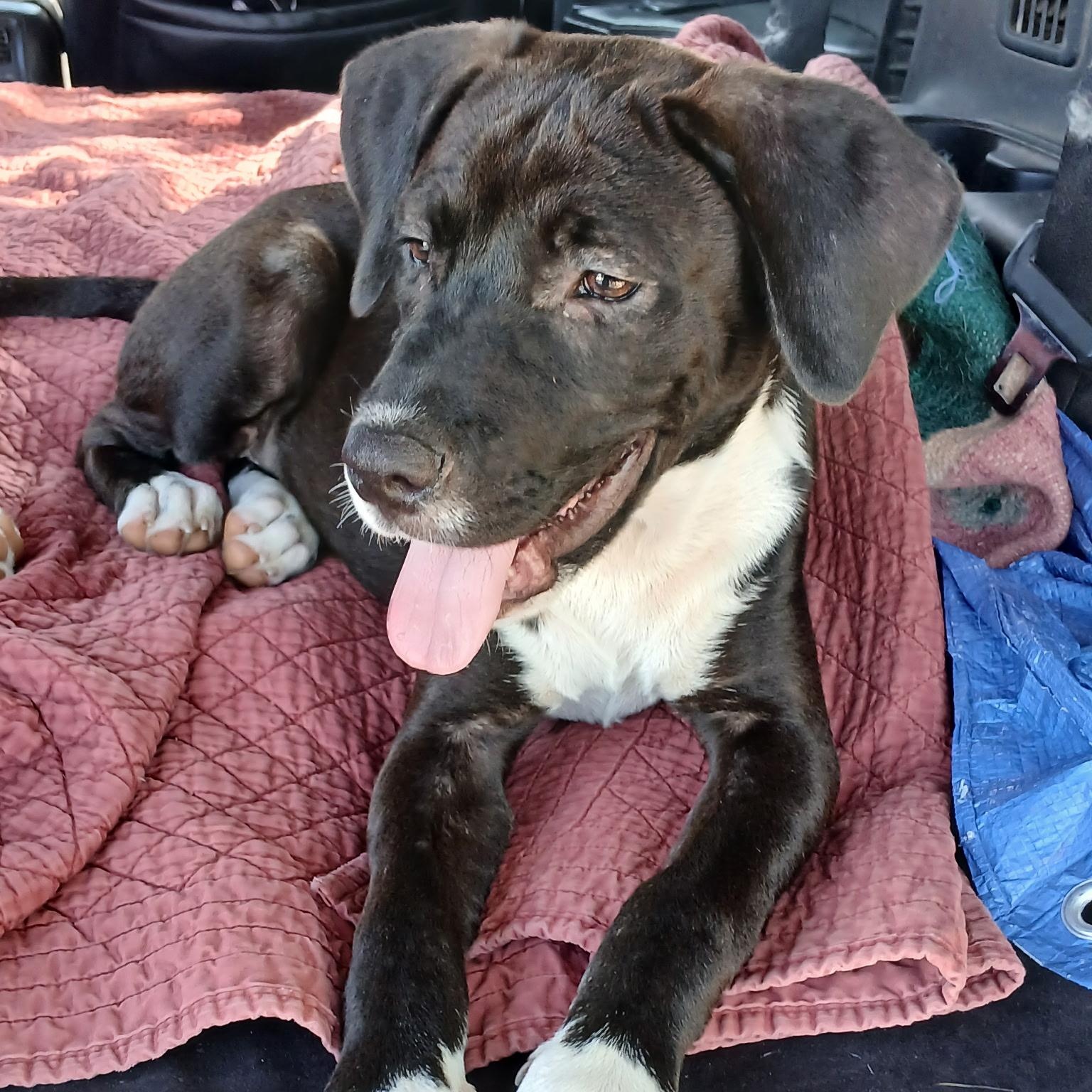 Dog for adoption - Snoop Dog, a Mixed Breed in Appleton, WI | Petfinder