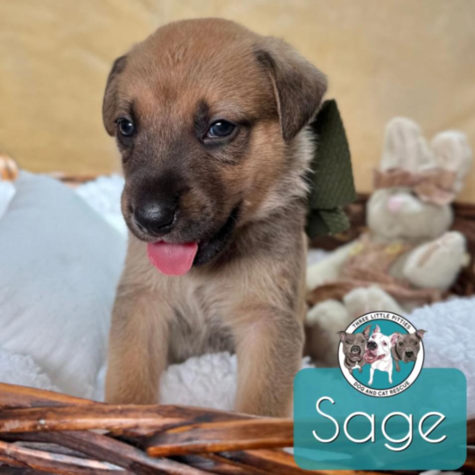 Dog for adoption - Sage Ronnie, a Pit Bull Terrier & Labrador Retriever ...