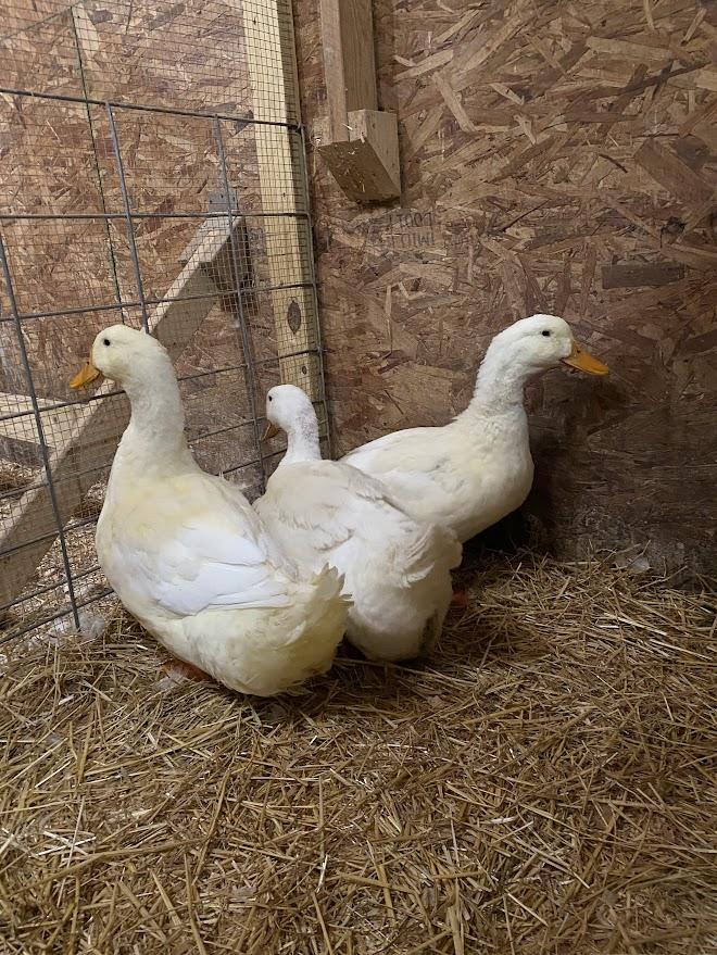 Duck for adoption - Ricky, a Duck in Ravenna, OH | Petfinder