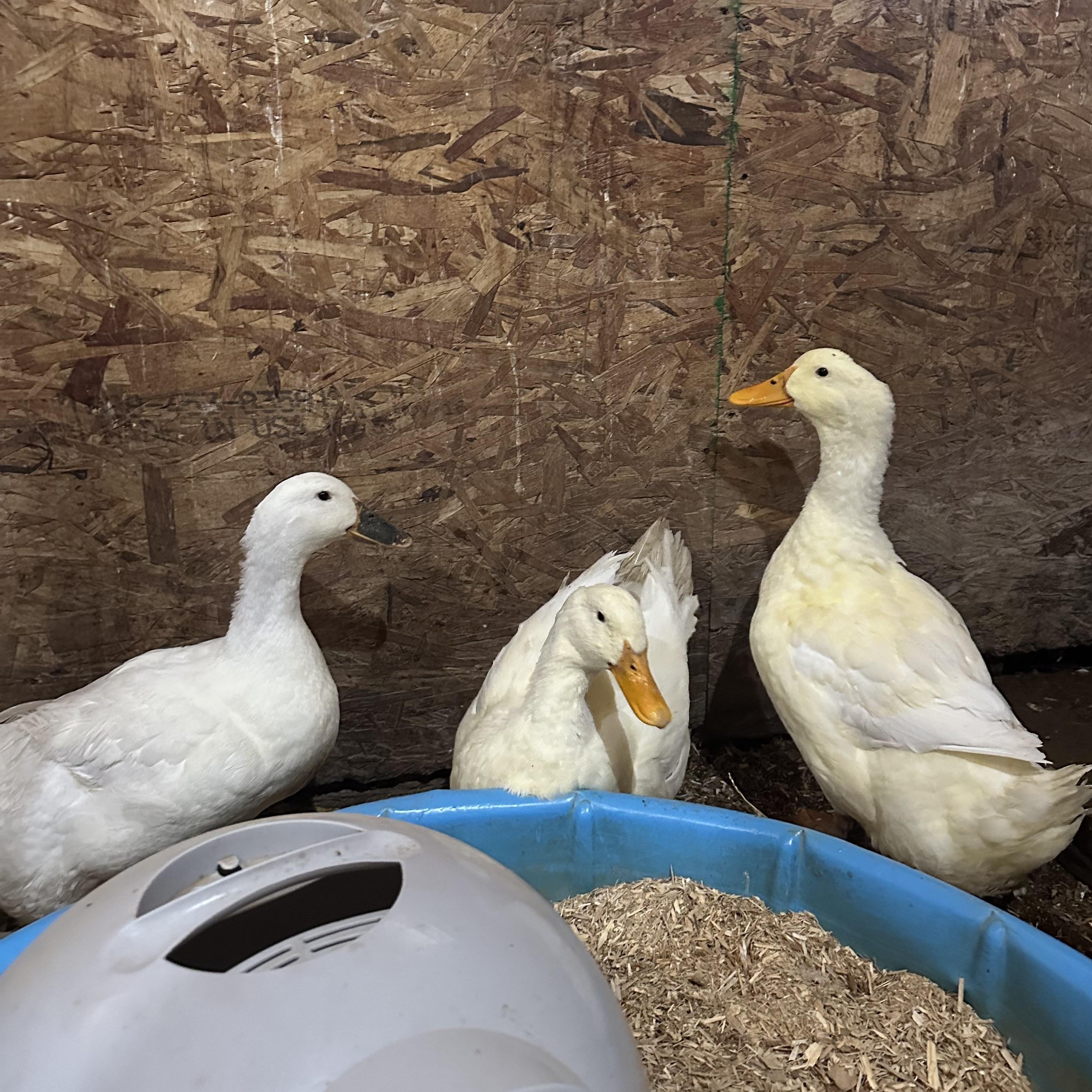 Duck for adoption - Ricky, a Duck in Ravenna, OH | Petfinder