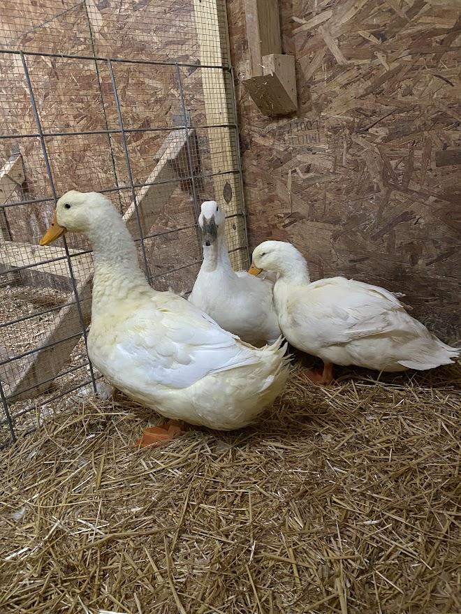 Duck for adoption - Ricky, a Duck in Ravenna, OH | Petfinder