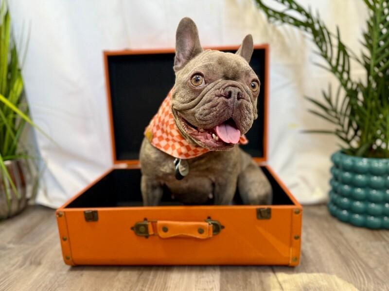 Dog for adoption - Angel boojiboo Ohana means family and that's what ...