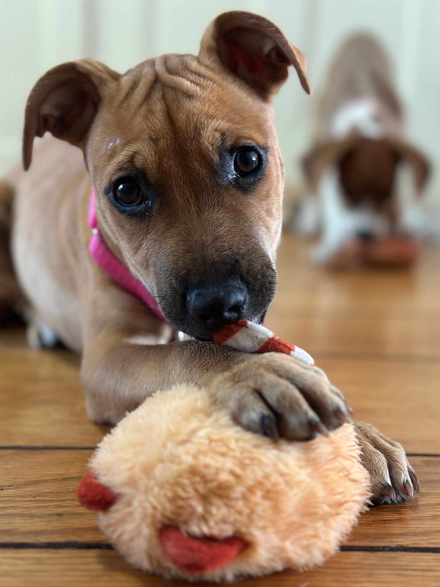 Dog for adoption - Pru, an American Bully Mix in Seekonk, MA | Petfinder