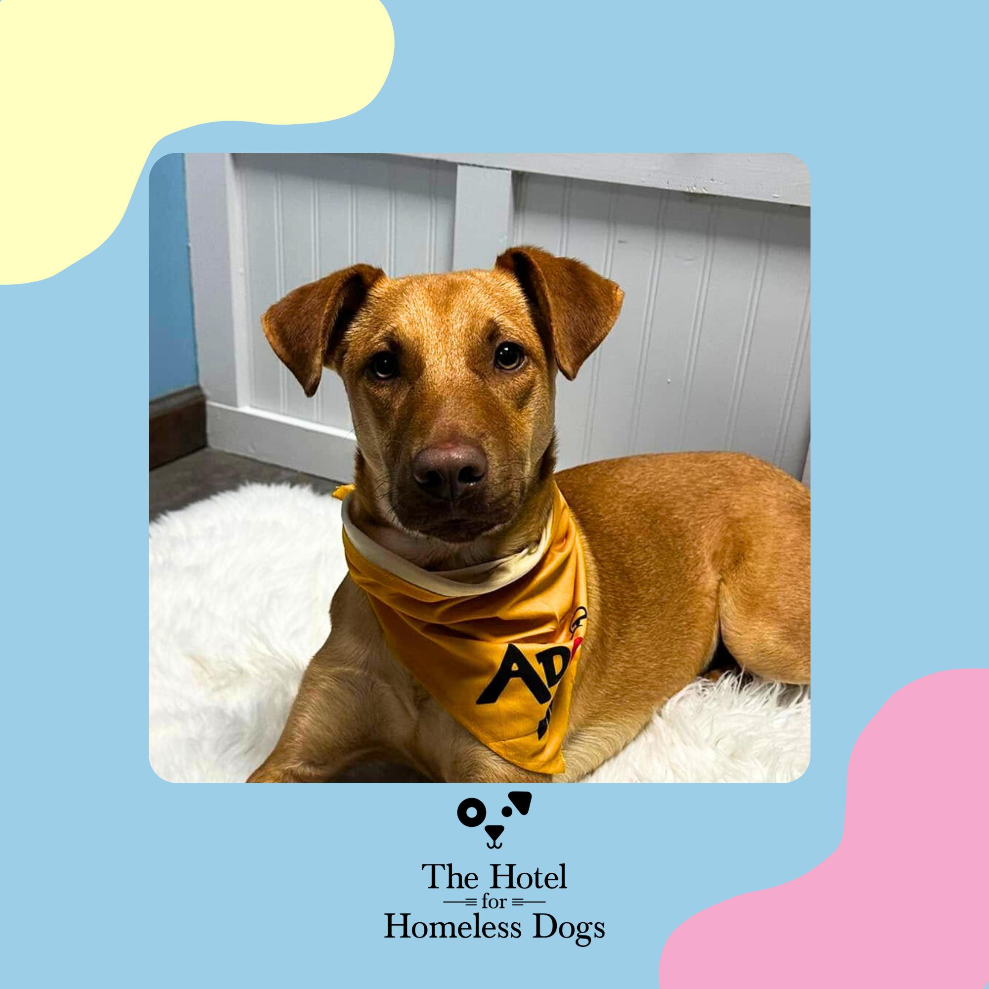 Dog for adoption - Bailey, a Labrador Retriever & Retriever Mix in ...