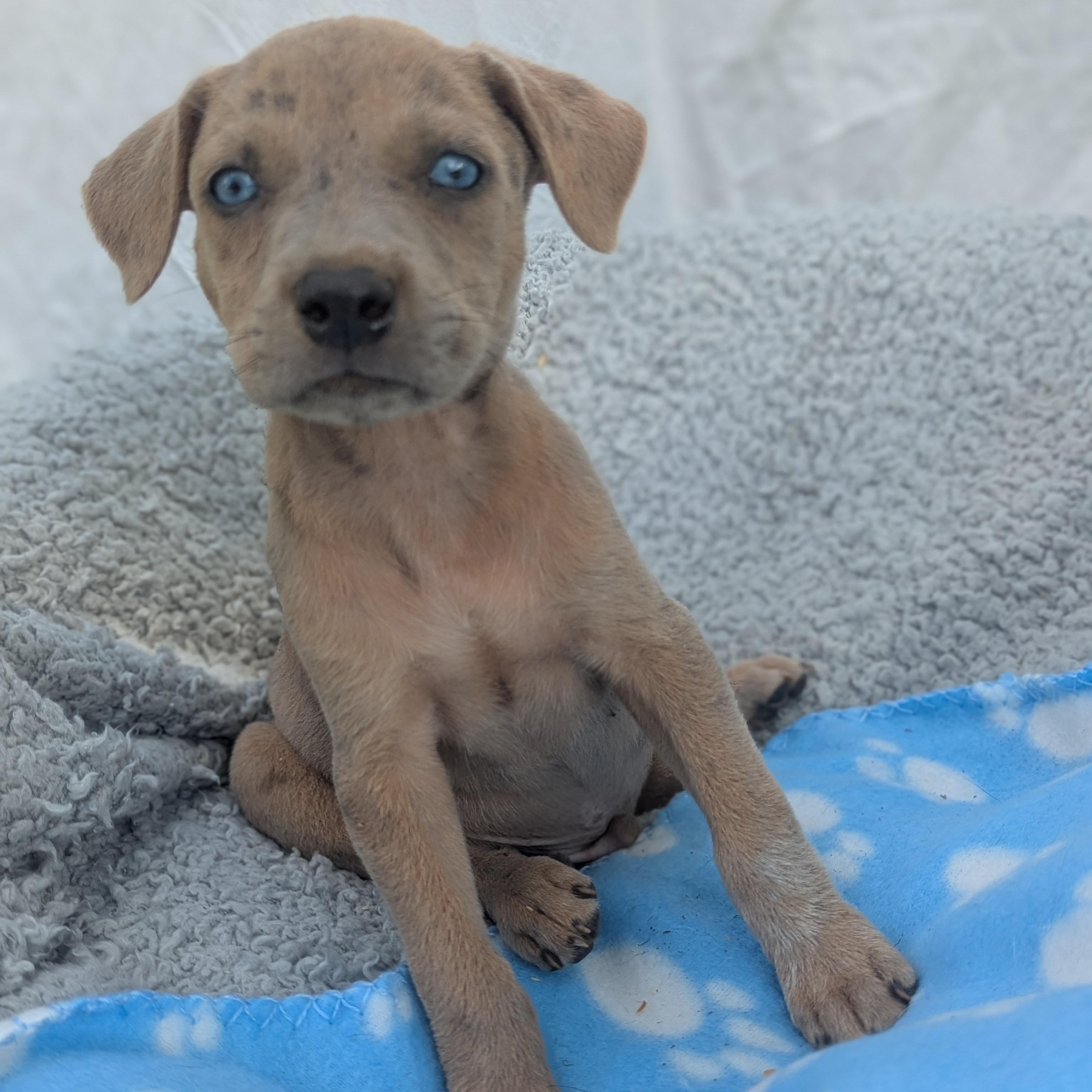 Dog for adoption - Twinkie, a Catahoula Leopard Dog & Boxer Mix in ...