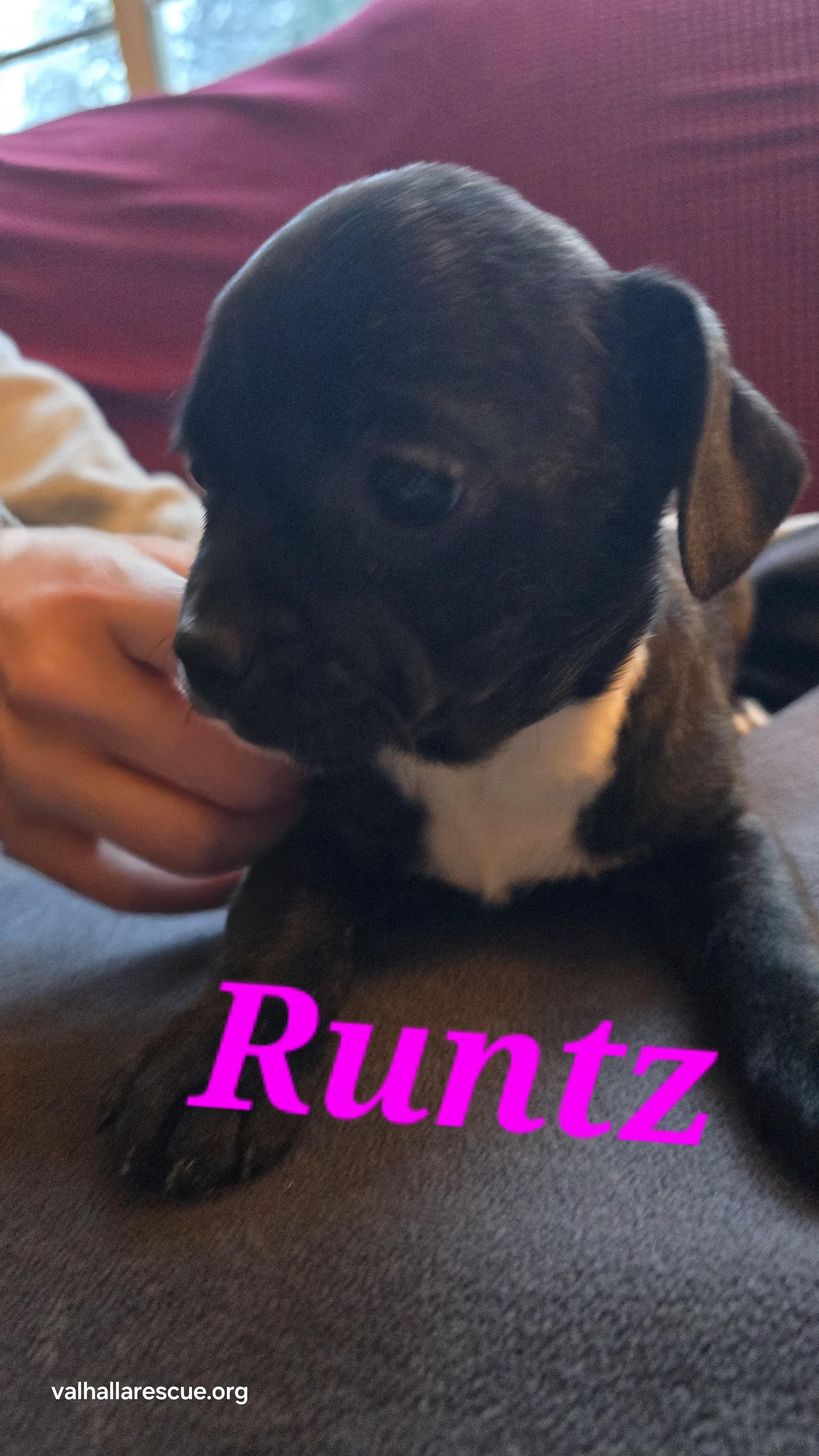 Dog for adoption - Runtz, a Boston Terrier Mix in Winlock, WA | Petfinder