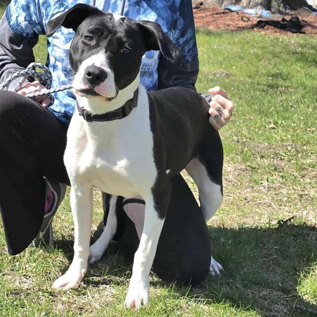 Cedar Bend Humane Society | Adopt a Dog