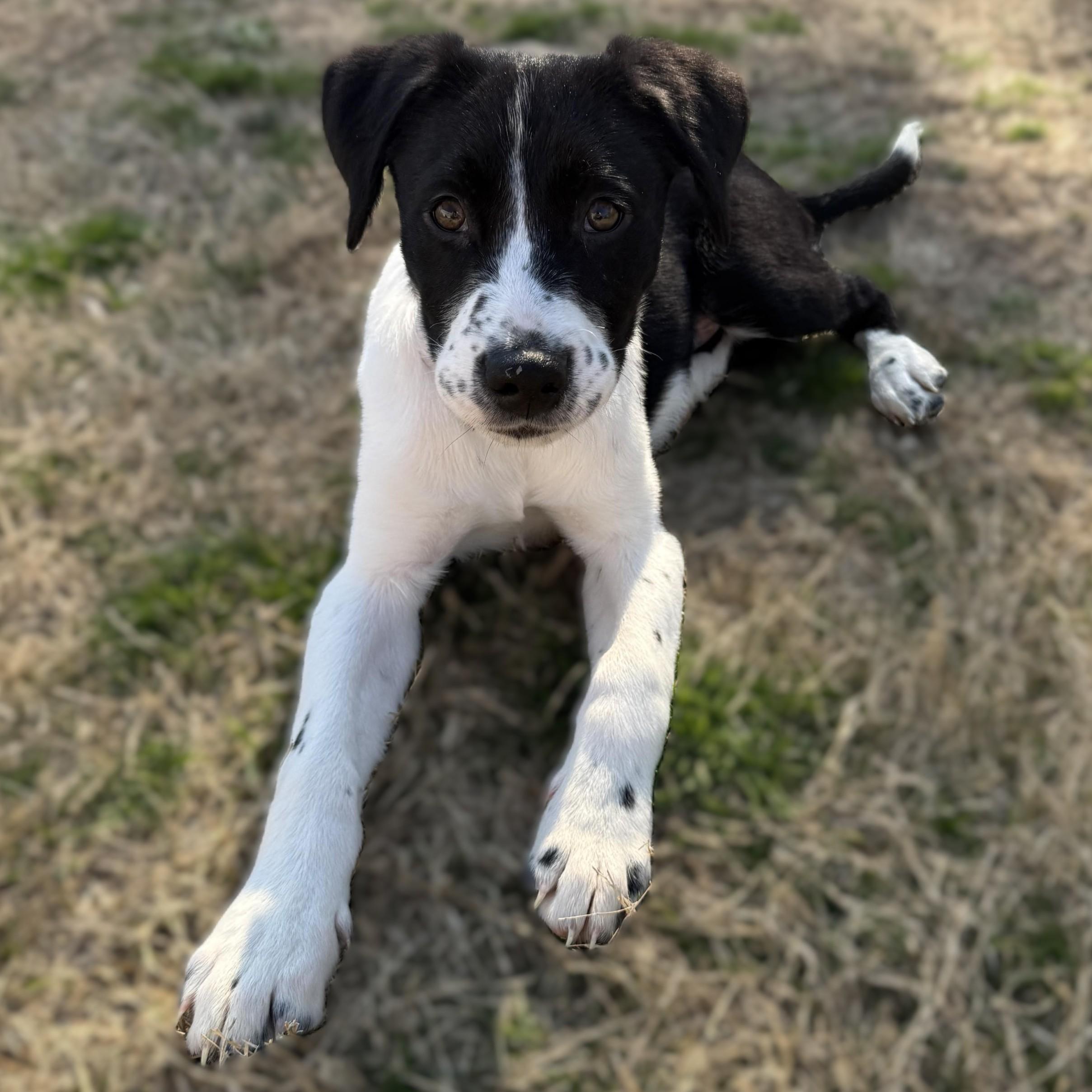Dog for adoption - Zane, a Border Collie Mix in Clarksville, TN | Petfinder