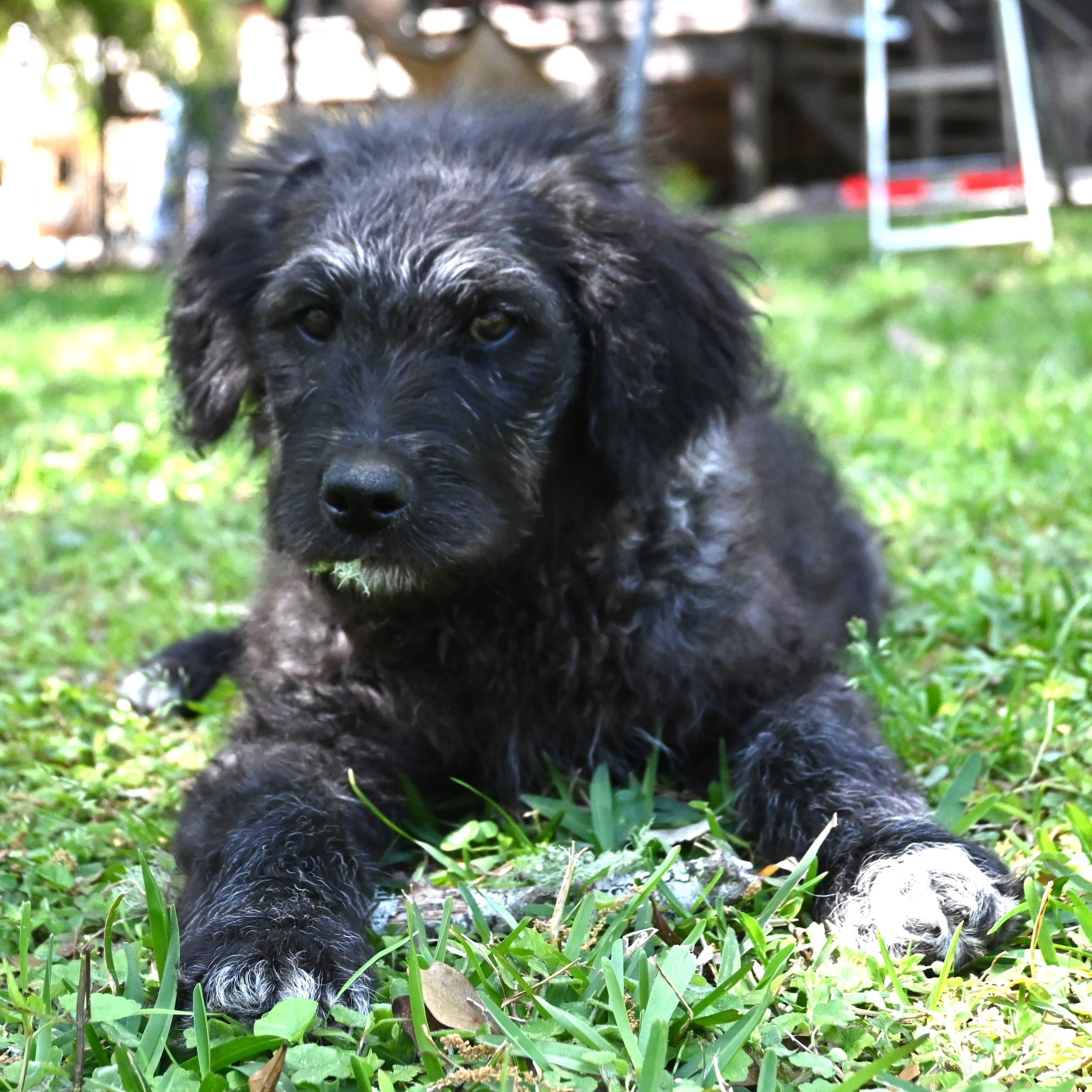 Dog for adoption - Minka, a Great Pyrenees & Poodle Mix in South Amboy ...