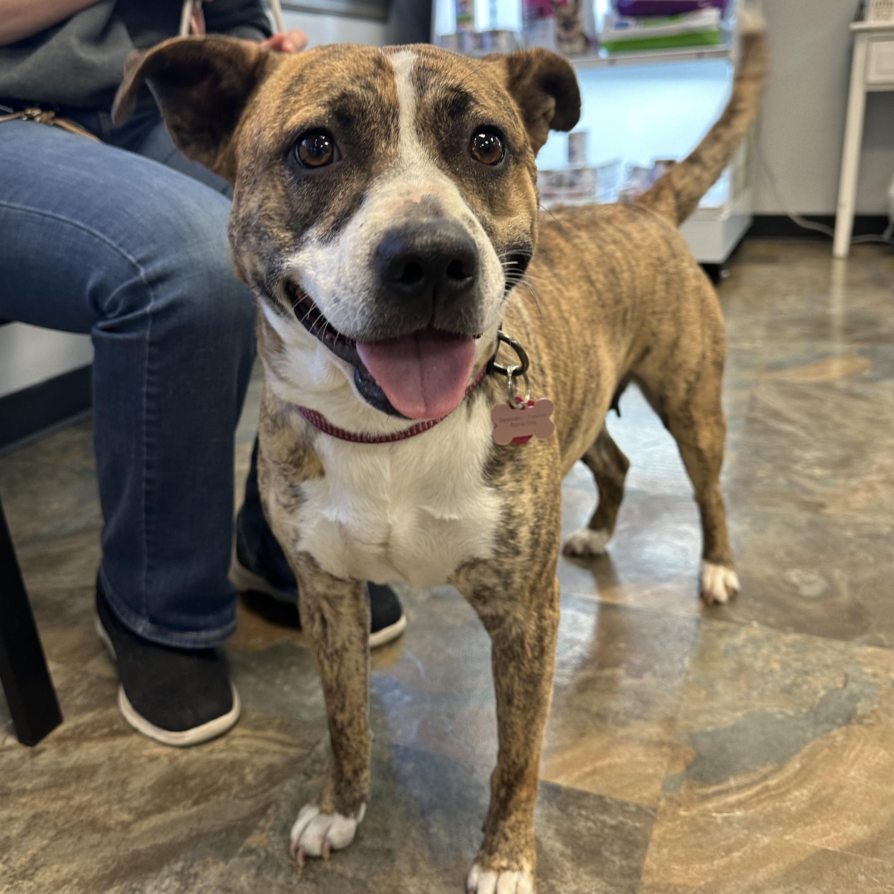 Dog for adoption - Dixie fka Brie, a Pit Bull Terrier & American ...