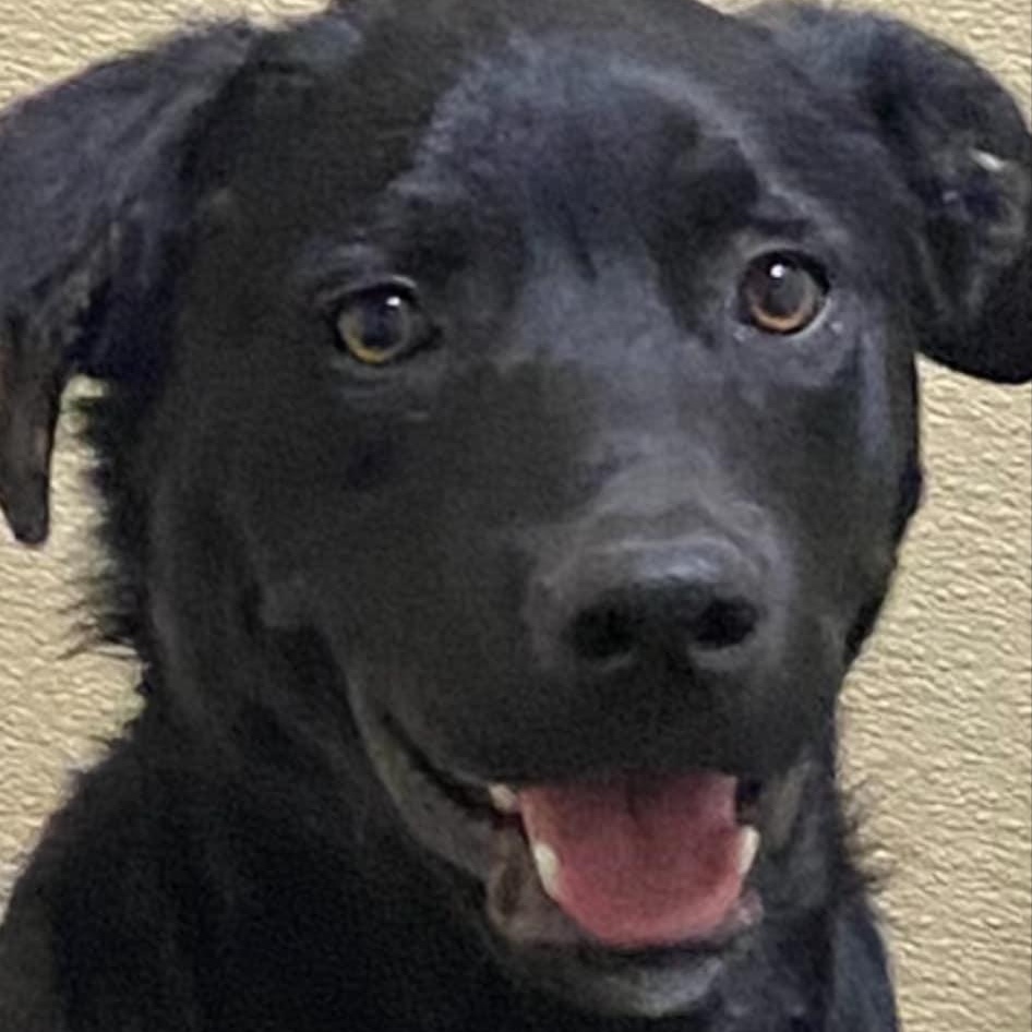Dog for adoption - Bart, a Black Labrador Retriever & Border Collie Mix ...