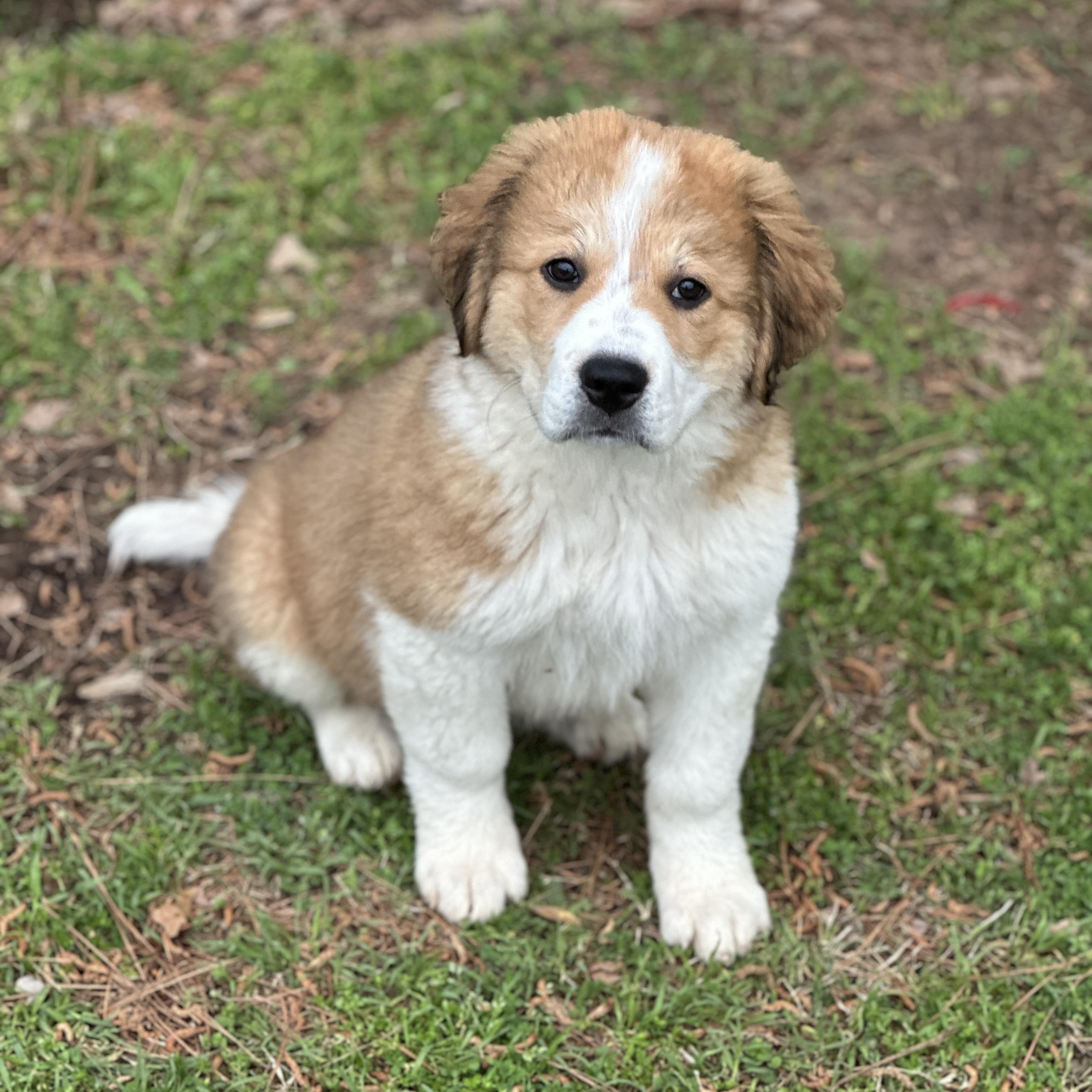 Dog for adoption - Beethoven - COMING TO PORTLAND SOON, a Great ...