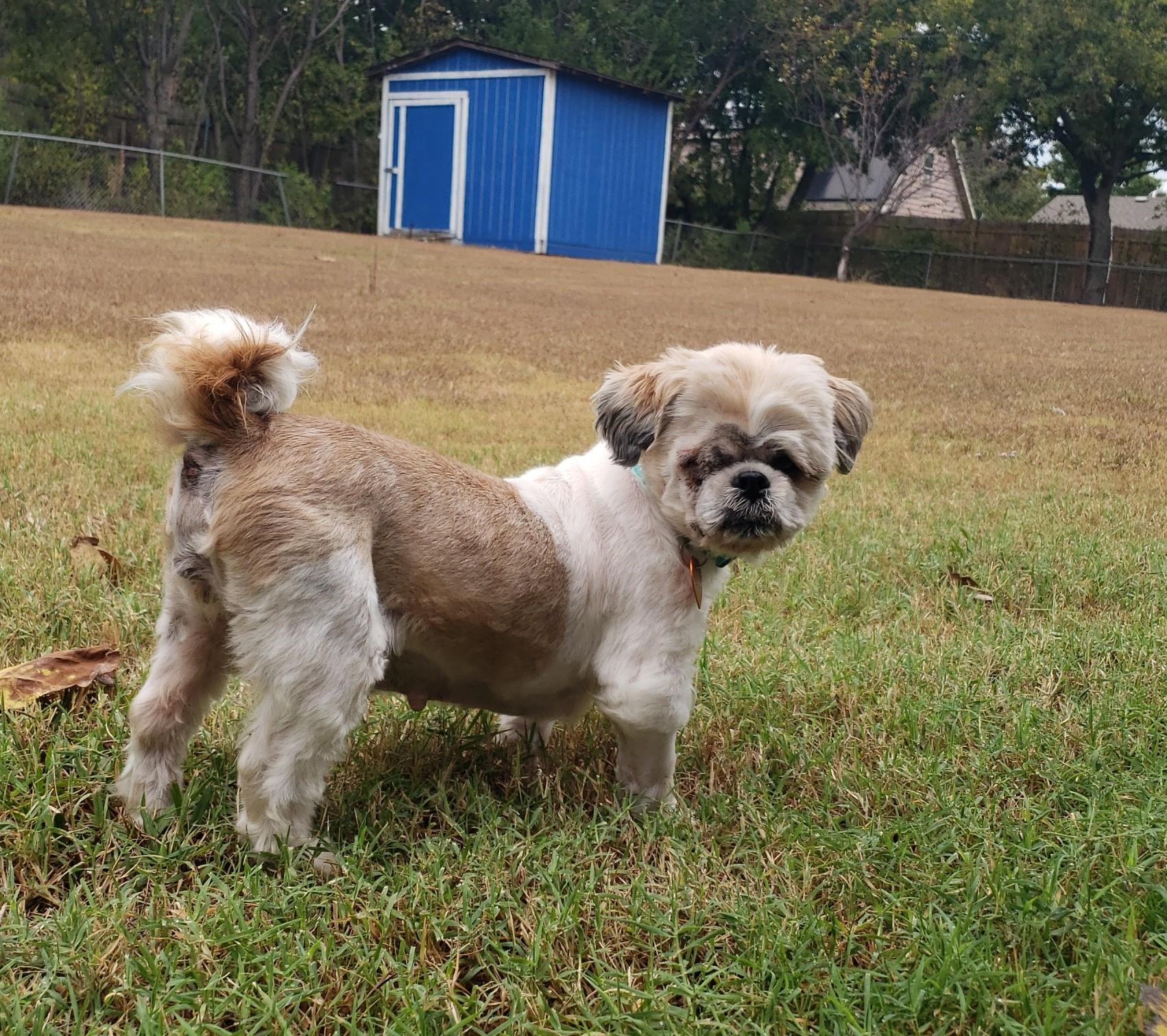 Dog for adoption - Pirate, a Shih Tzu Mix in Fort Worth, TX | Petfinder
