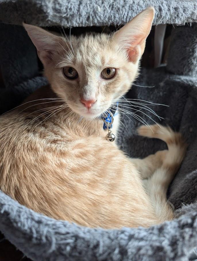 Cat for adoption - Atlas the Buff, a Tabby & Domestic Short Hair Mix in ...