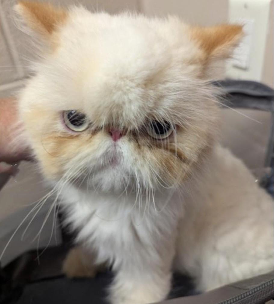 Cat for adoption - SMOOSHY - GRUMPY-CAT PERSIAN SWEET BOY AVAILABLE ON ...