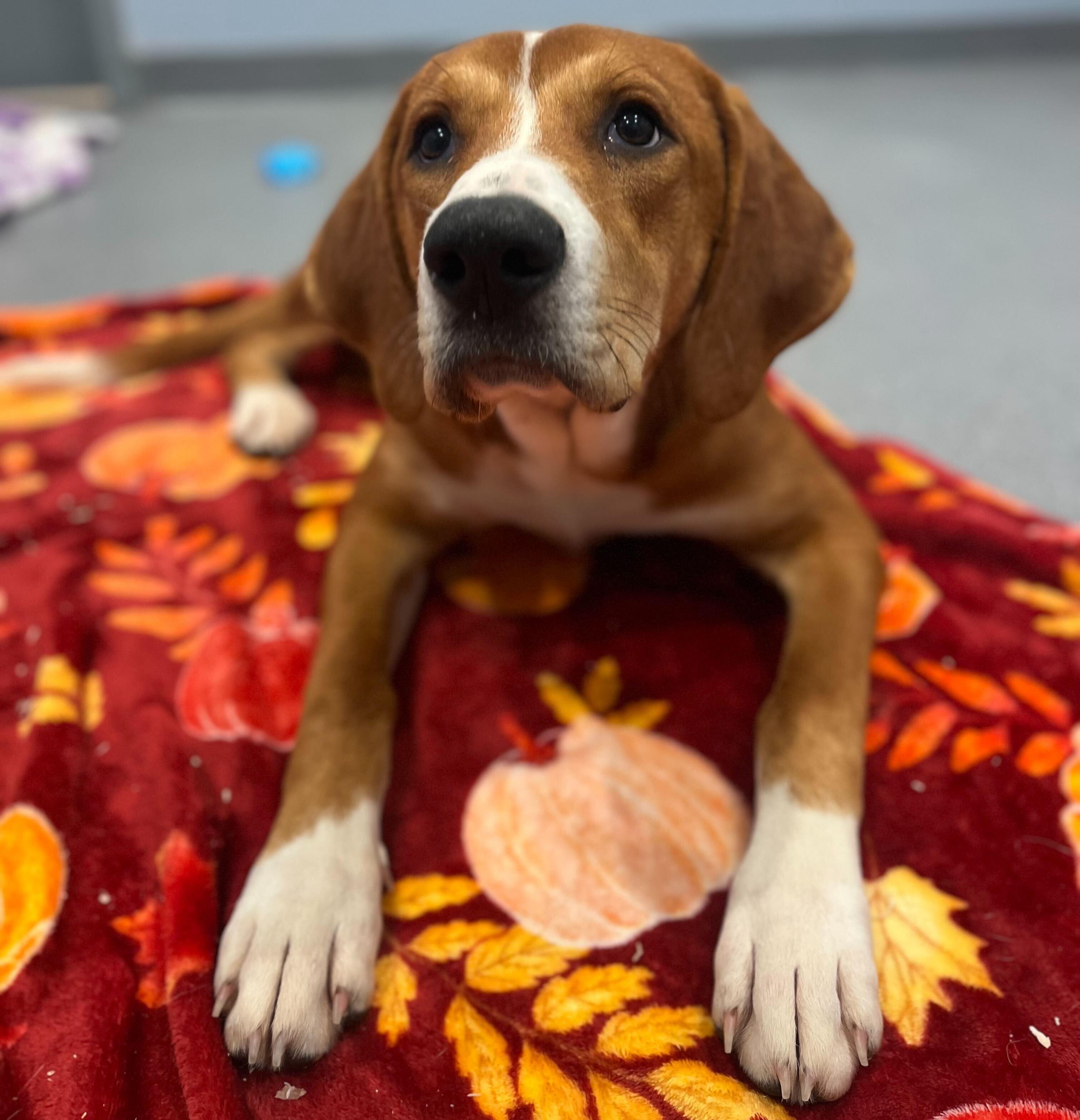 Dog for adoption - Nancy, a Mixed Breed in Canal Winchester, OH | Petfinder