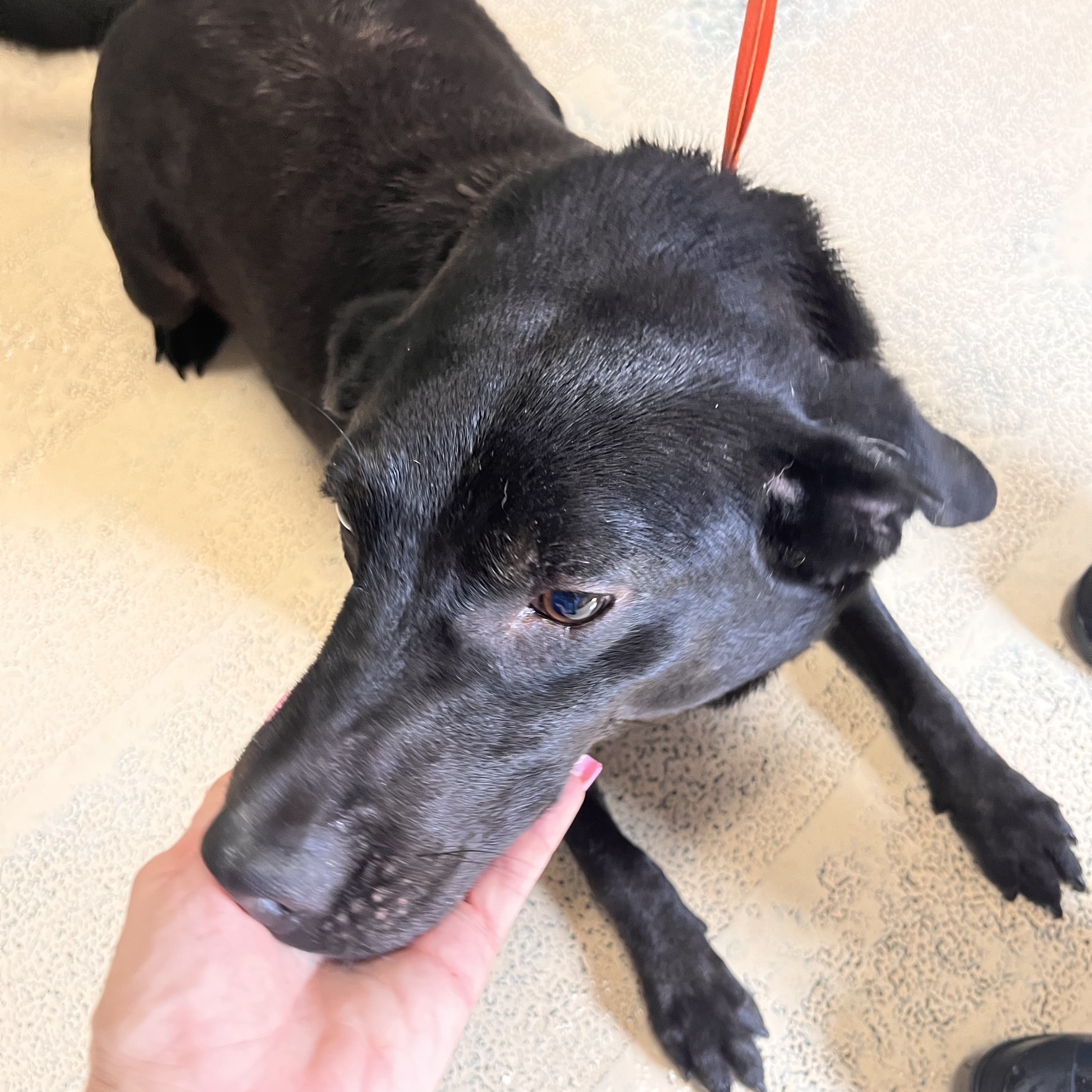 Dog for adoption - Dobby, a Labrador Retriever Mix in Bellevue, WA ...