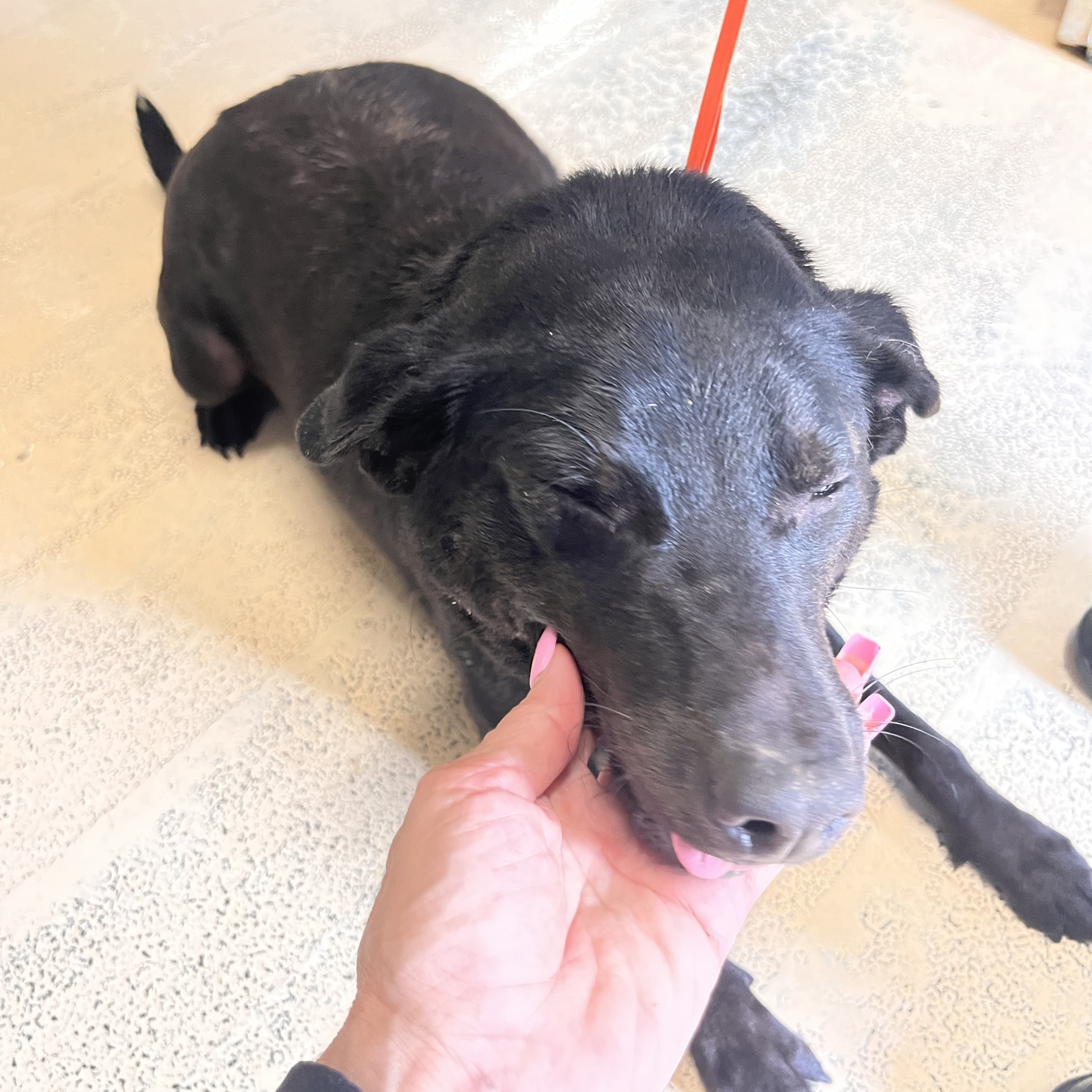 Dog for adoption - Dobby, a Labrador Retriever Mix in Bellevue, WA ...