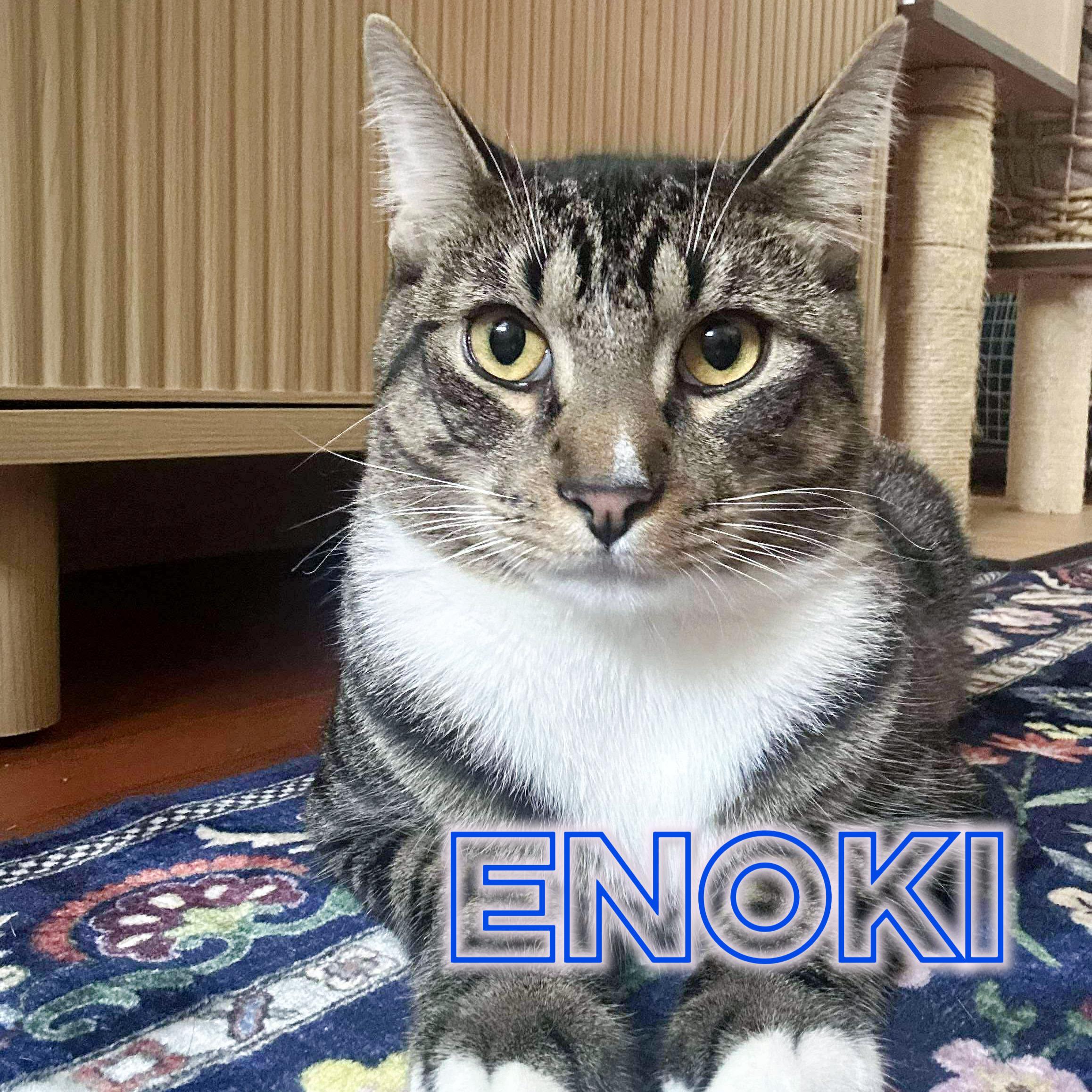 Cat for adoption - Endearing Enoki, a Domestic Short Hair in Forest Hills, NY | Petfinder