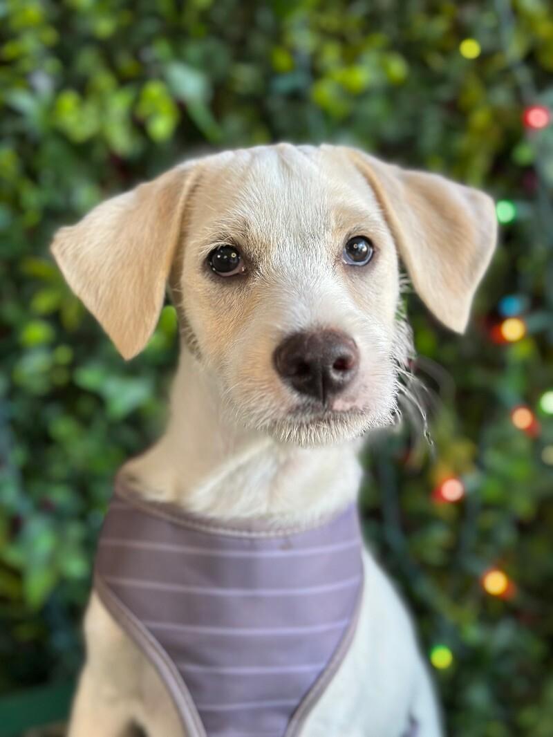 Dog for adoption - Luffy, a Border Terrier & Schnauzer Mix in Pasadena ...