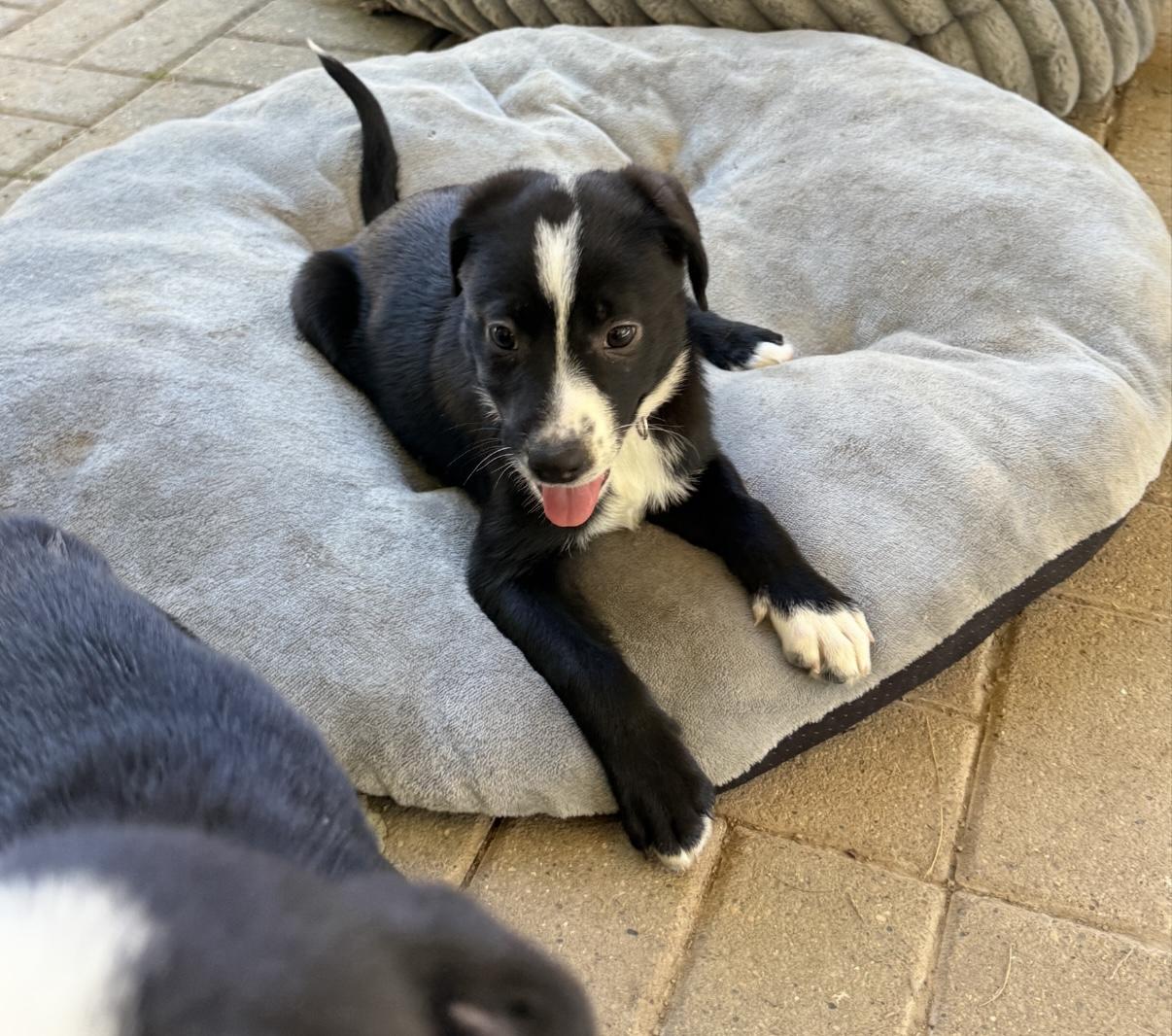 Dog for adoption - Violet, a Labrador Retriever Mix in Jeffersonville, IN | Petfinder