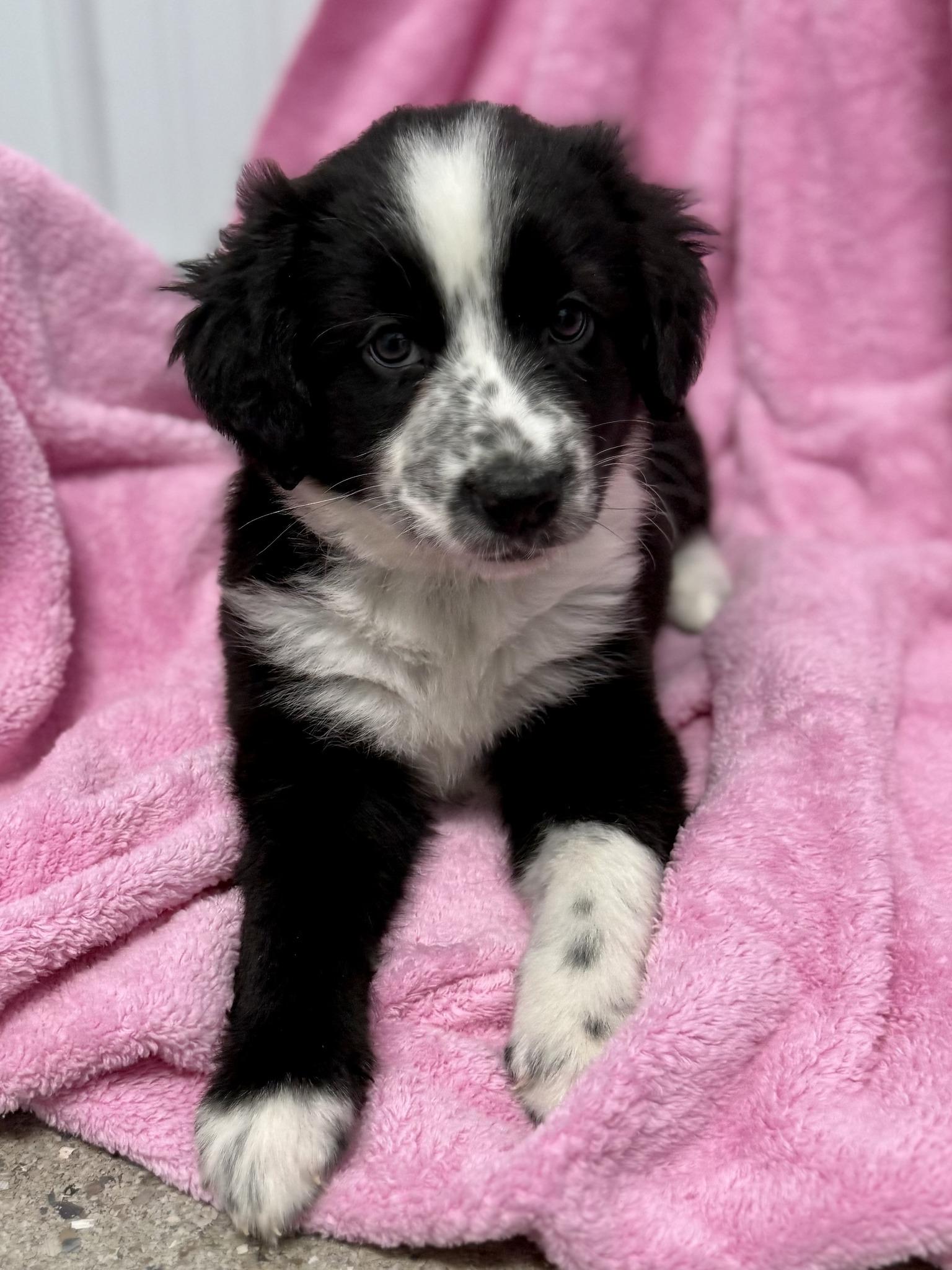 Dog for adoption - Talia, a Border Collie & Australian Shepherd Mix in ...