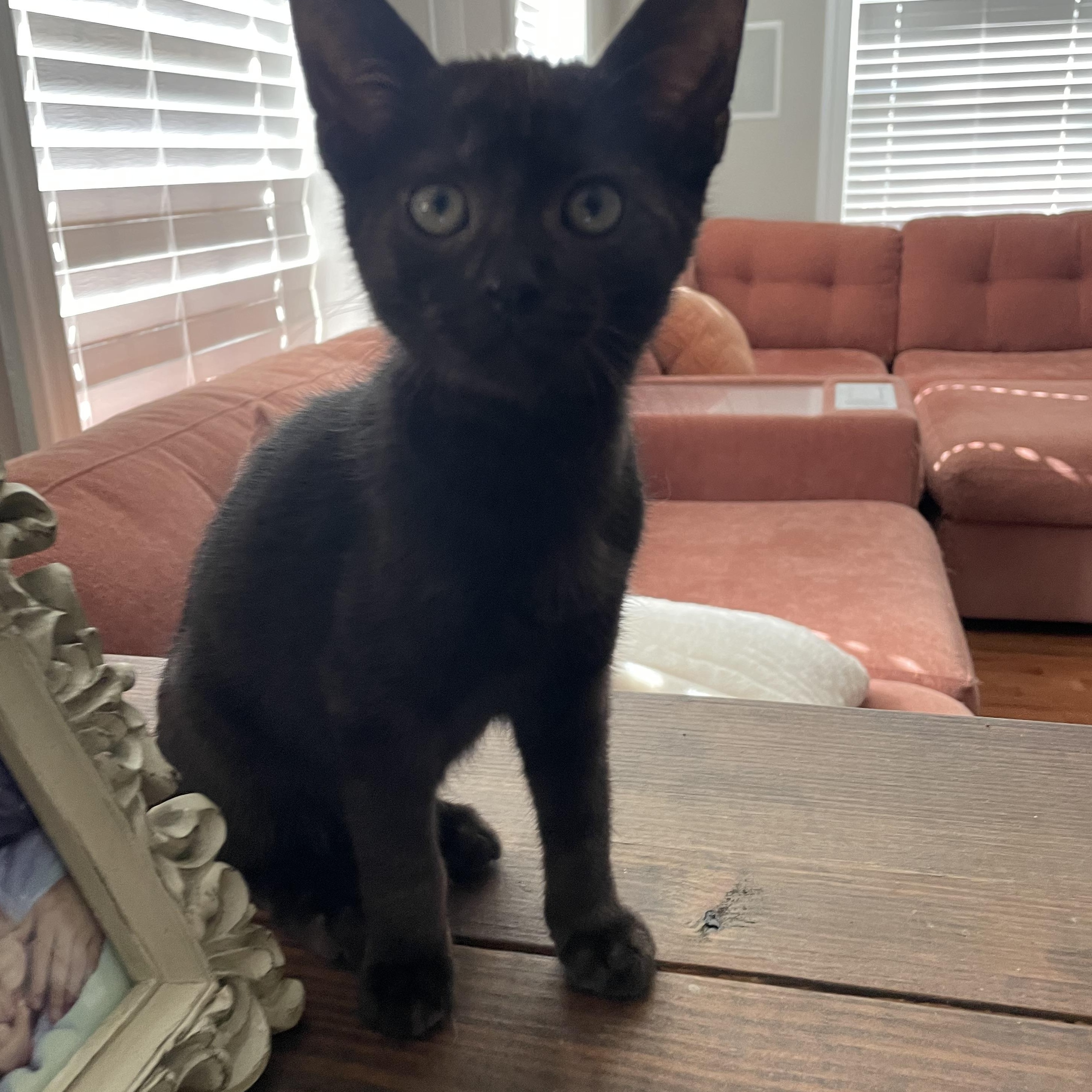 Cat for adoption - Sulley, a Domestic Short Hair in Seneca, SC | Petfinder