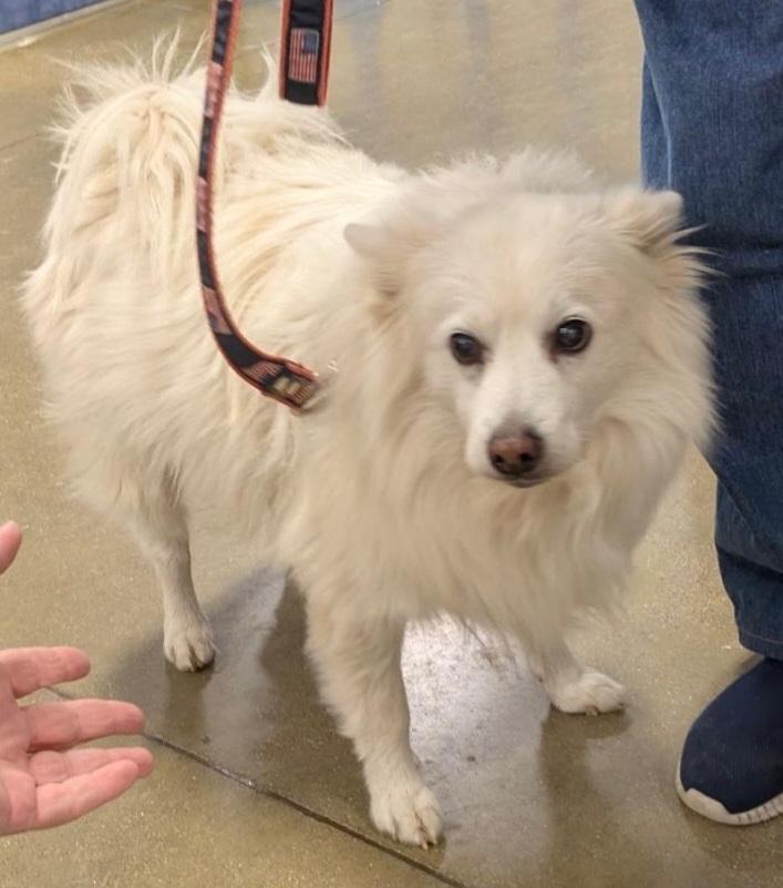 Dog for adoption - Smitty-Adopted!, an American Eskimo Dog in Saint ...