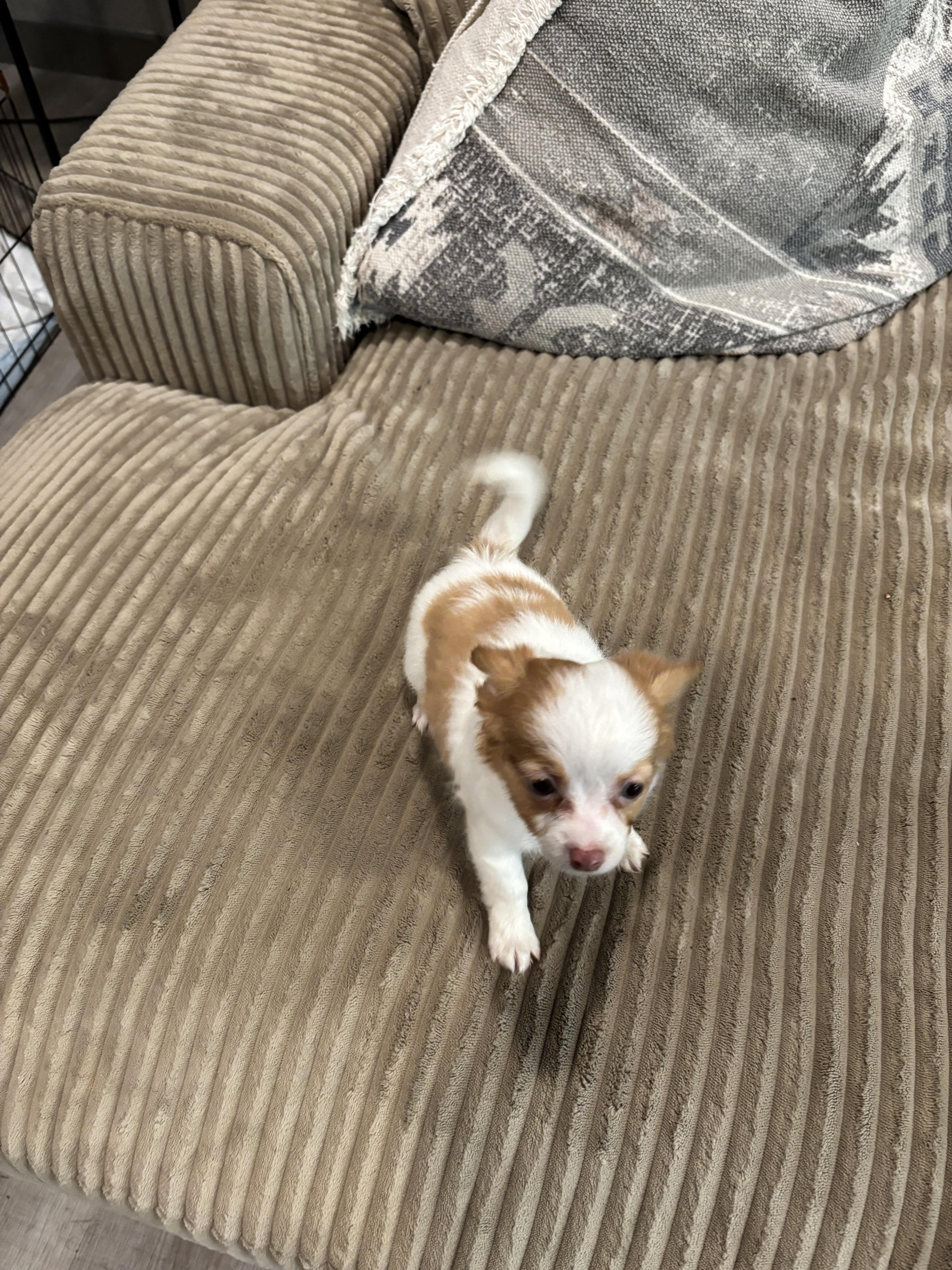 Dog for adoption - Teacup Chihuahua puppy!, a Chihuahua in Rowlett, TX ...