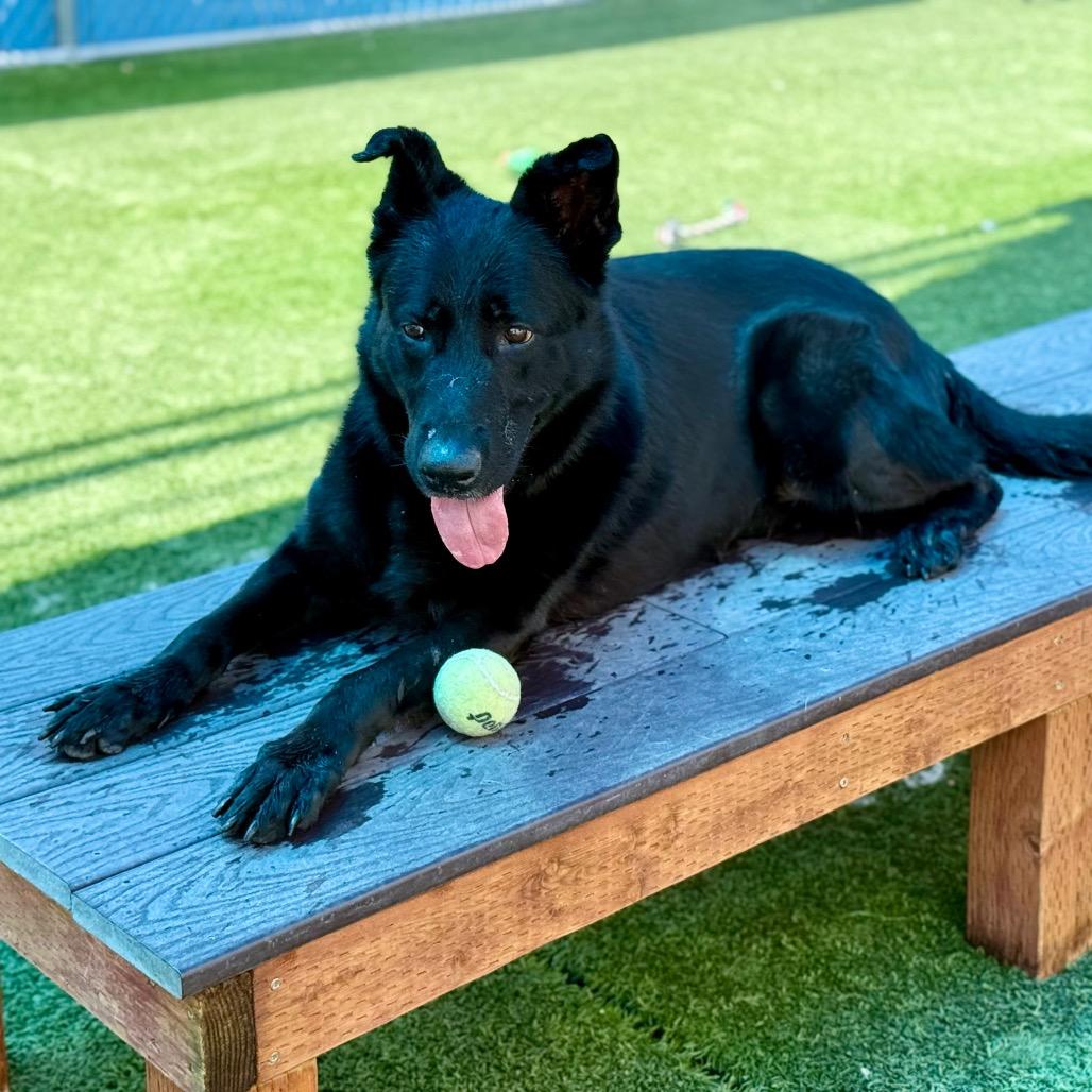 Dog for adoption - Lily Midnight, a German Shepherd Dog in Las Vegas ...