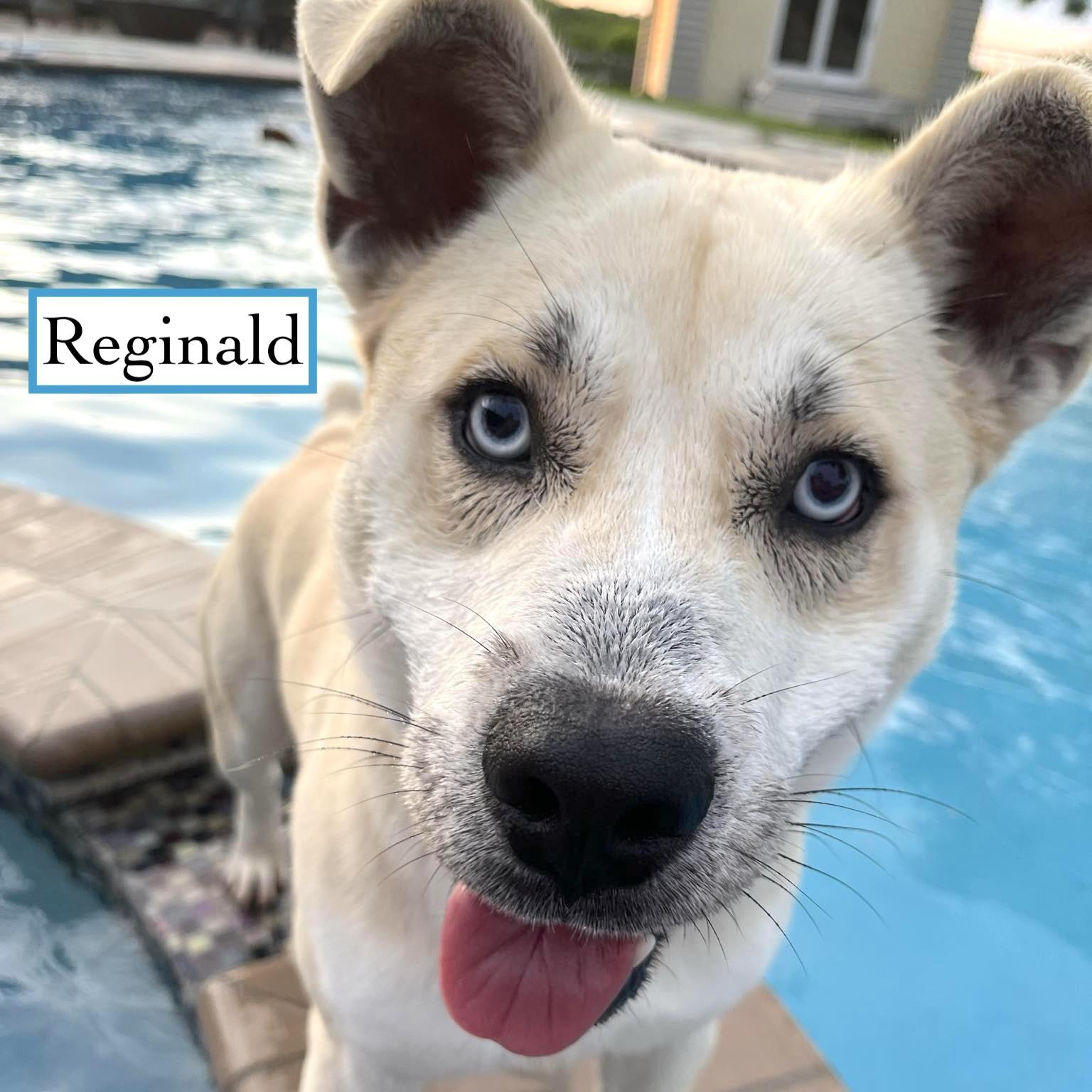 Dog for adoption - Reginald, a Husky & Retriever Mix in Philadelphia ...