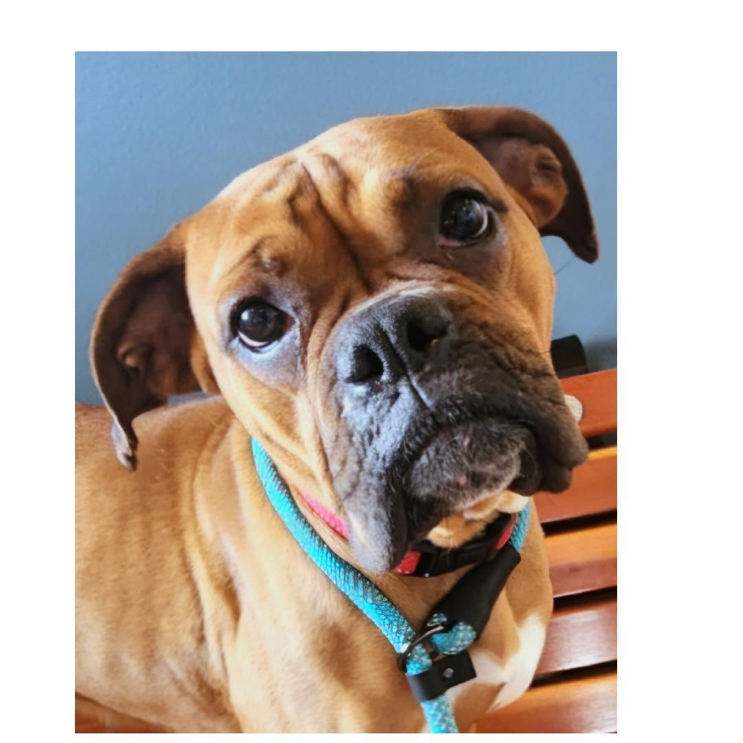 Dog for adoption - Bella, a Boxer in Lake Geneva, WI | Petfinder