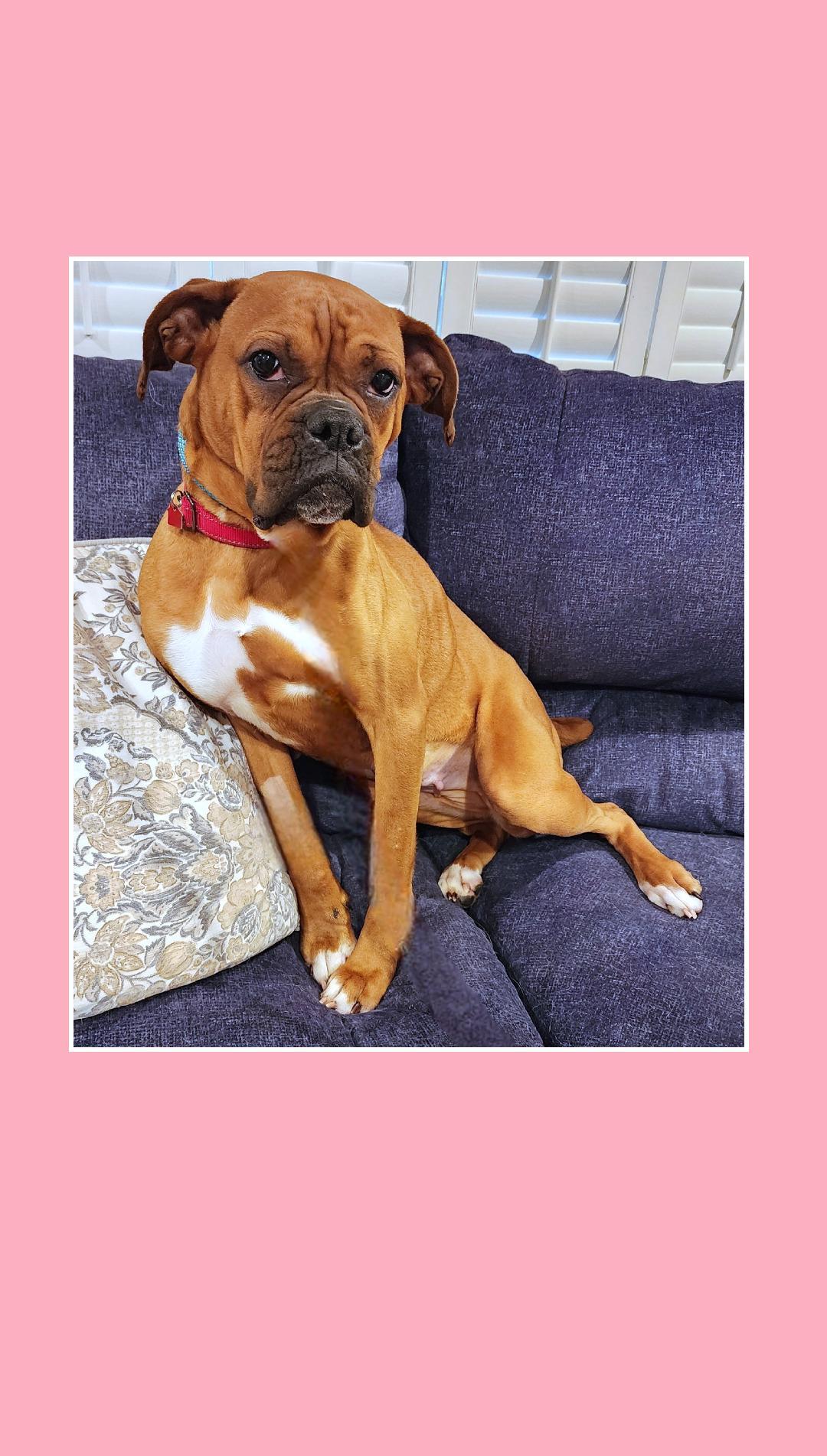 Dog for adoption - Bella, a Boxer in Lake Geneva, WI | Petfinder