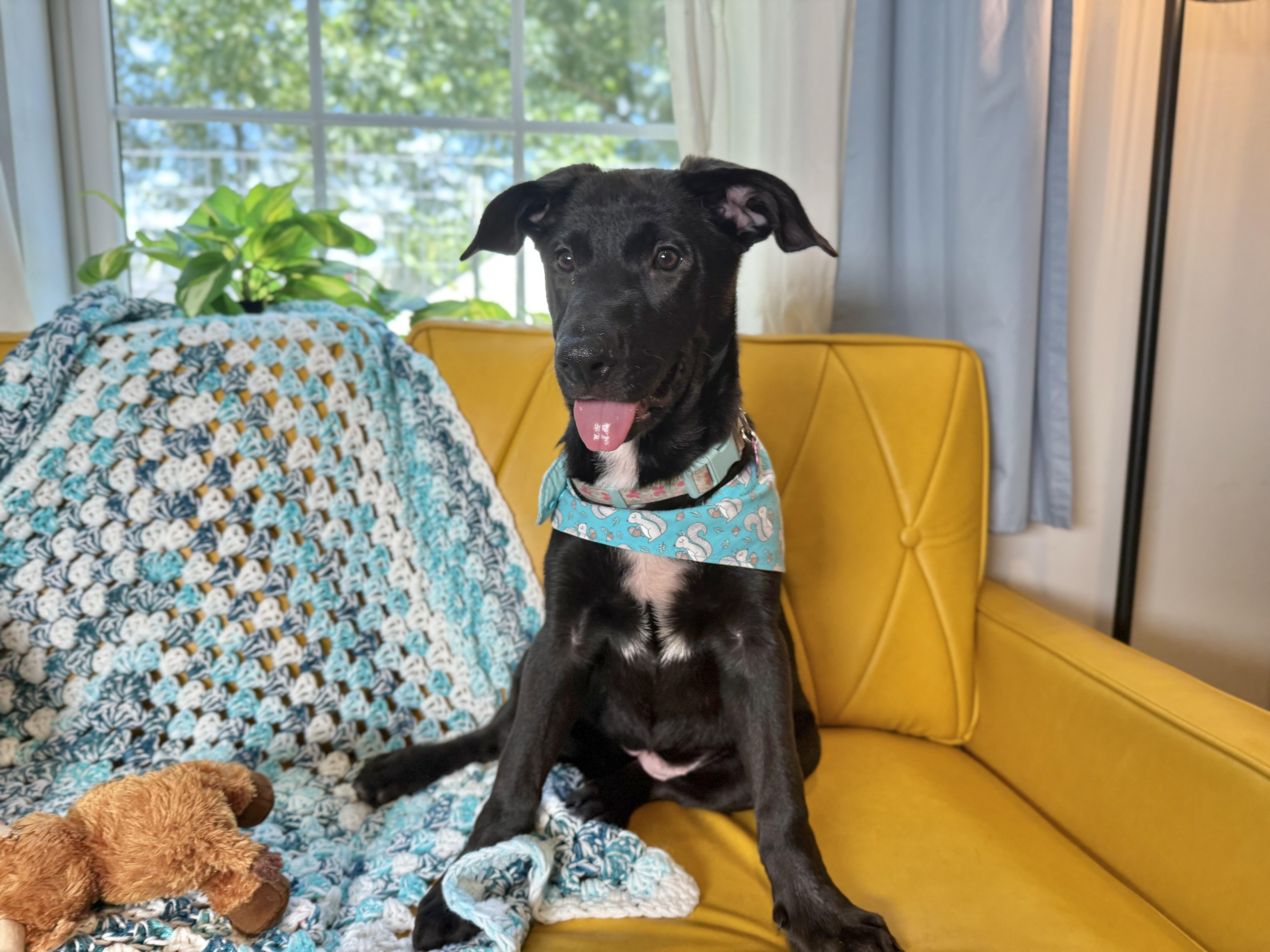 Dog for adoption - Pantera Hebert, a Labrador Retriever & German ...