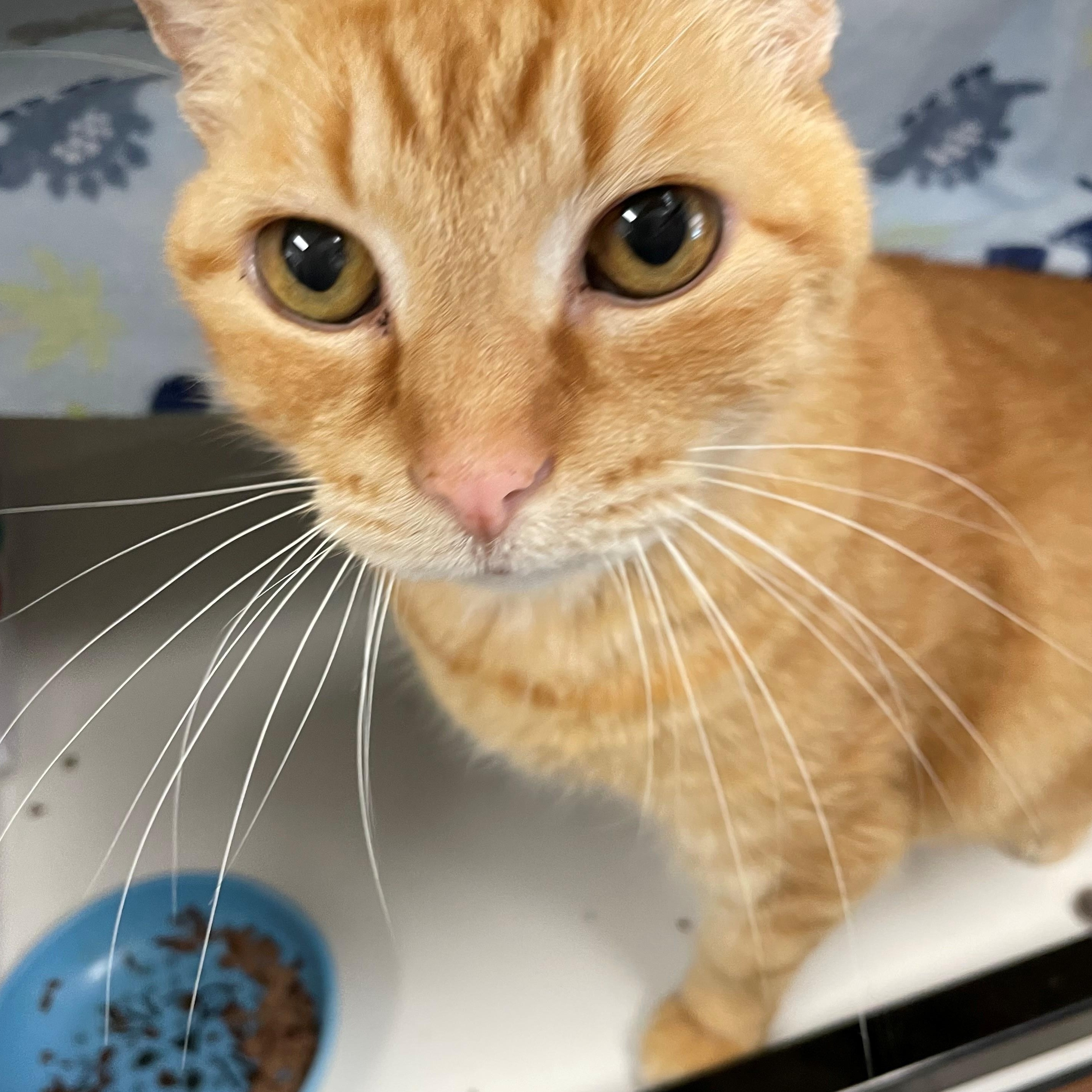 Cat for adoption - Mr. Tigger Hobbs, a Tiger in Gardner, MA | Petfinder