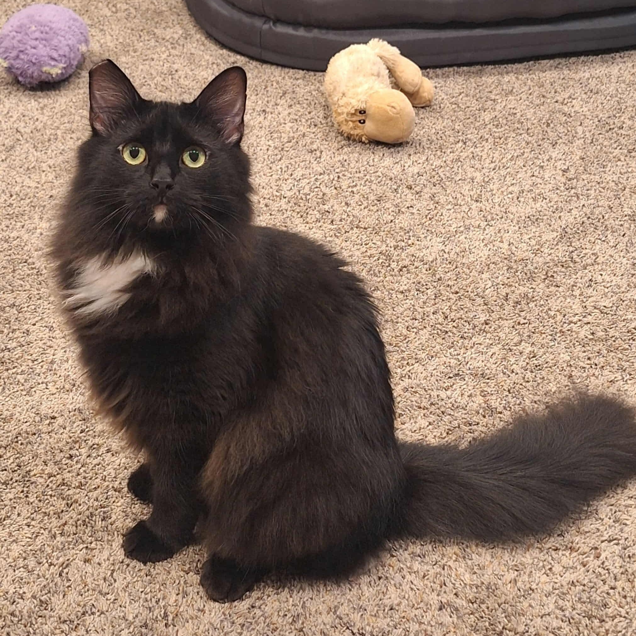Olli - 20% off - Adoptable Pet | Petfinder | Petfinder