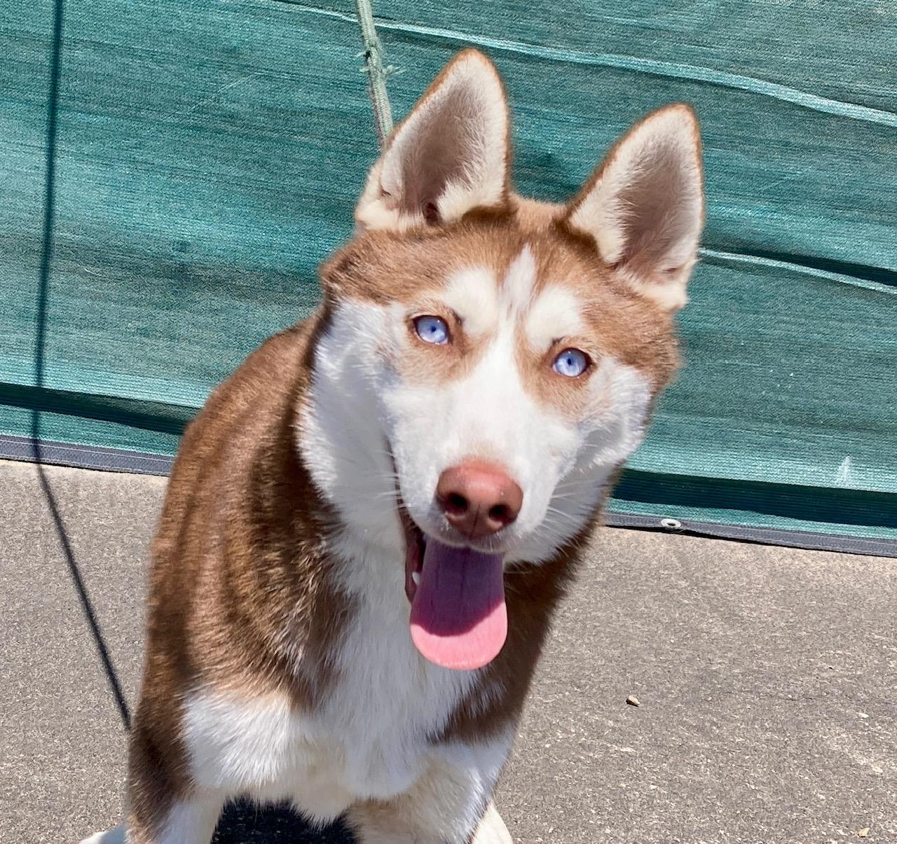 Dog for adoption - Katara, a Husky in Camp Pendleton, CA | Petfinder