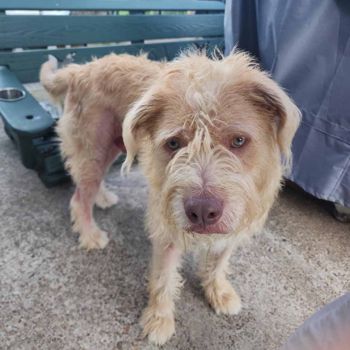 Dog for adoption - Archabald, a Mixed Breed in Minneapolis, MN | Petfinder